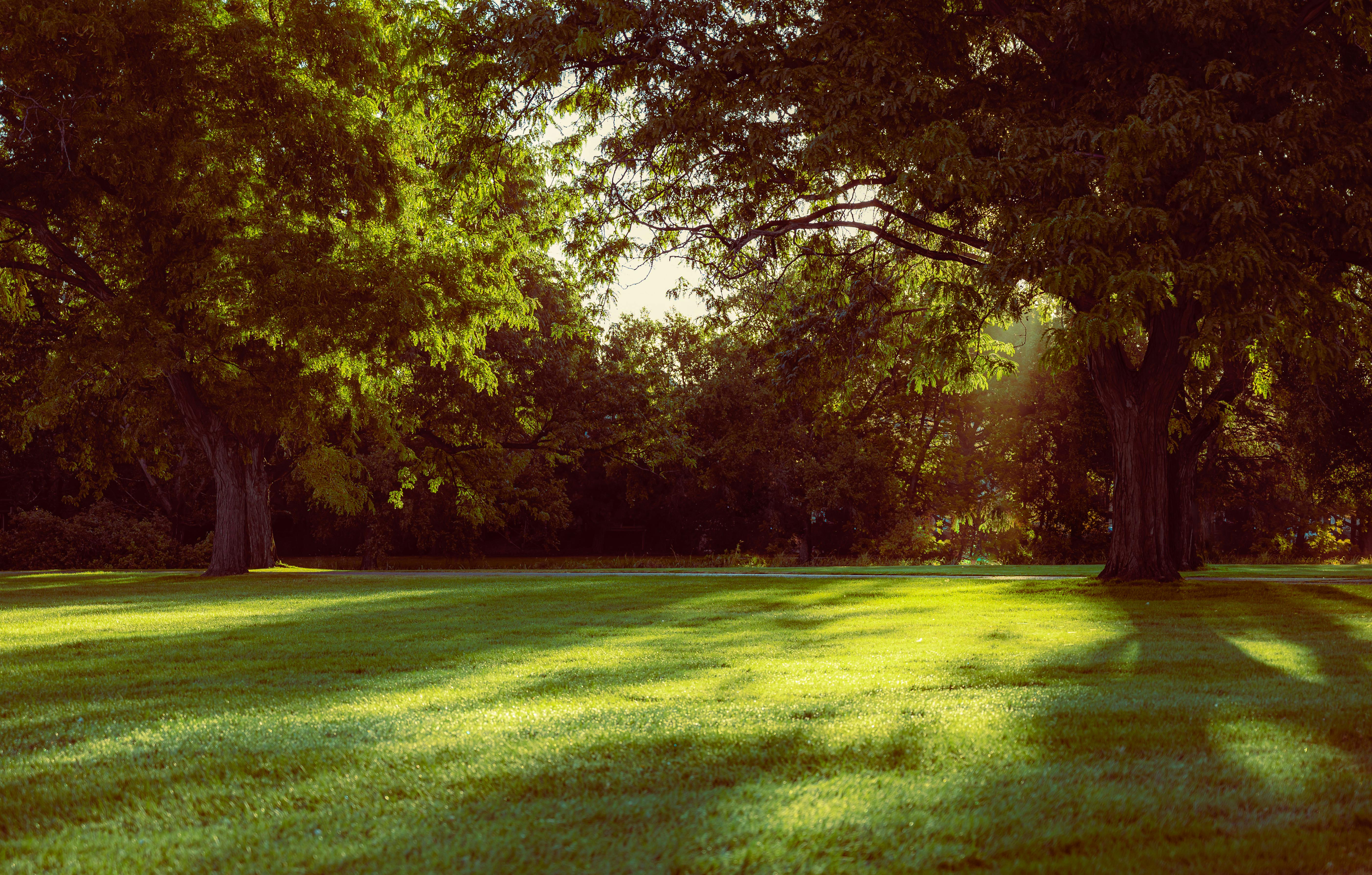 Photo of Grass Field and Tall Trees · Free Stock Photo