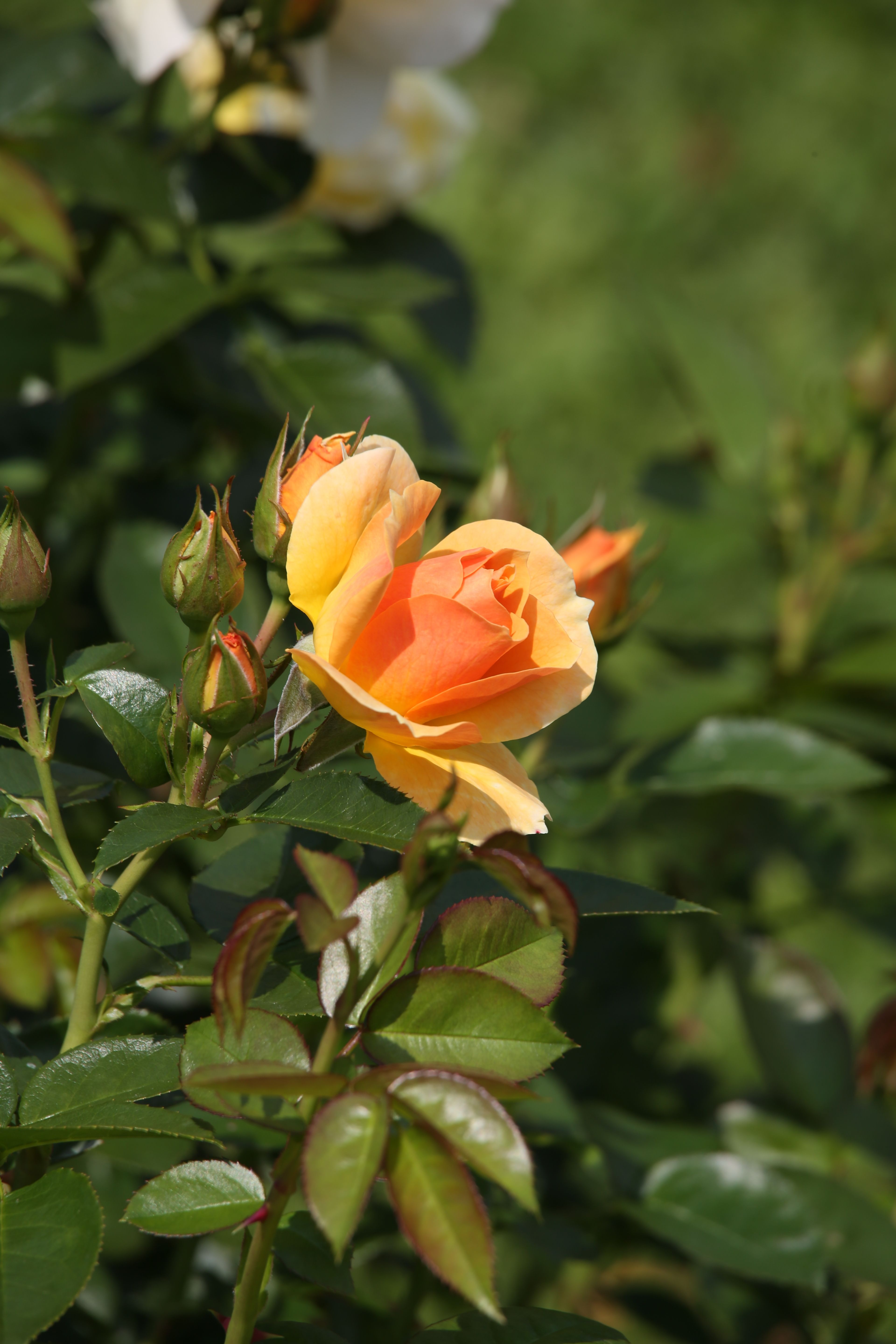 Close Up Photo of Orange Petaled Rose · Free Stock Photo