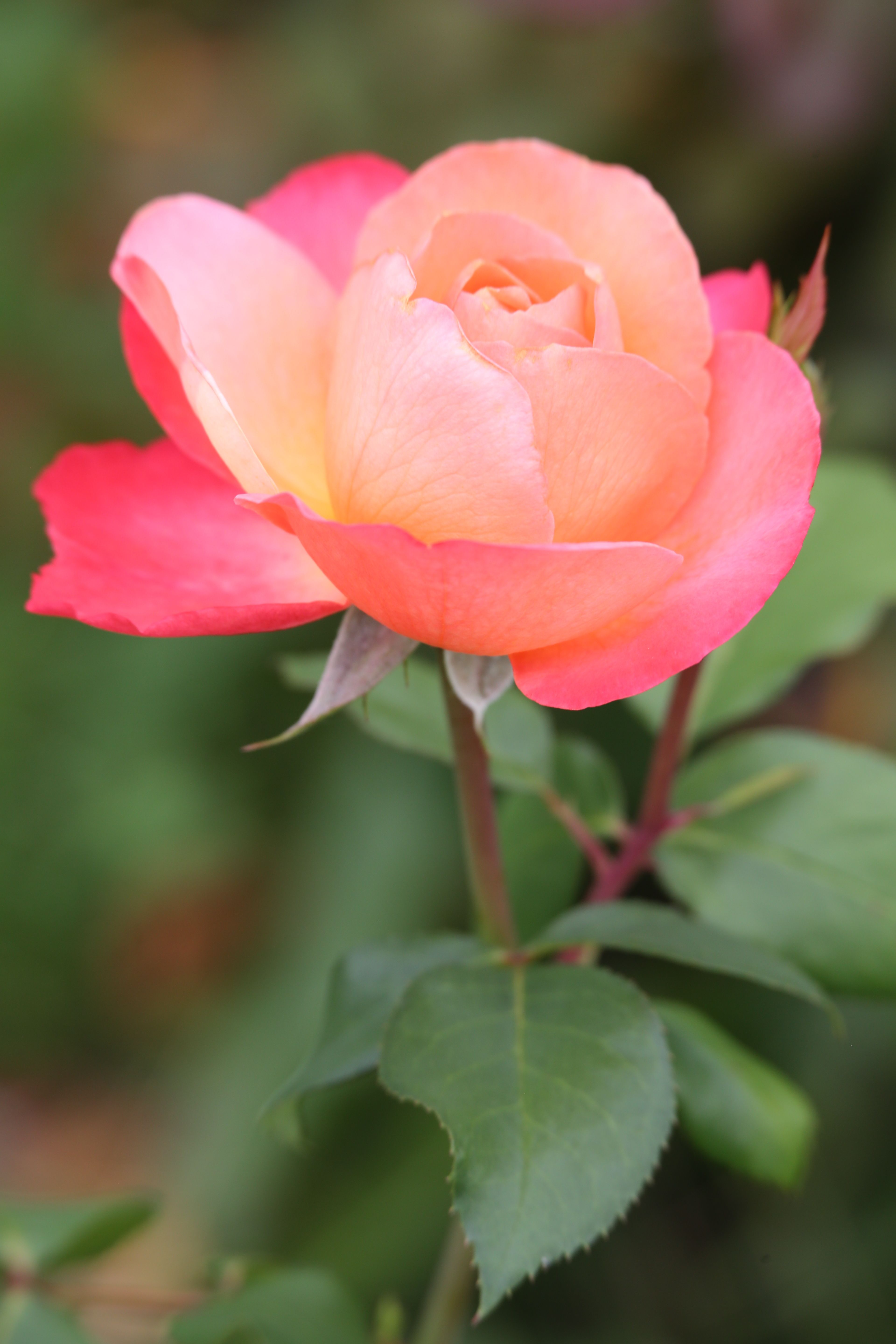 Vibrant Pink and Orange Rose Blossom · Free Stock Photo