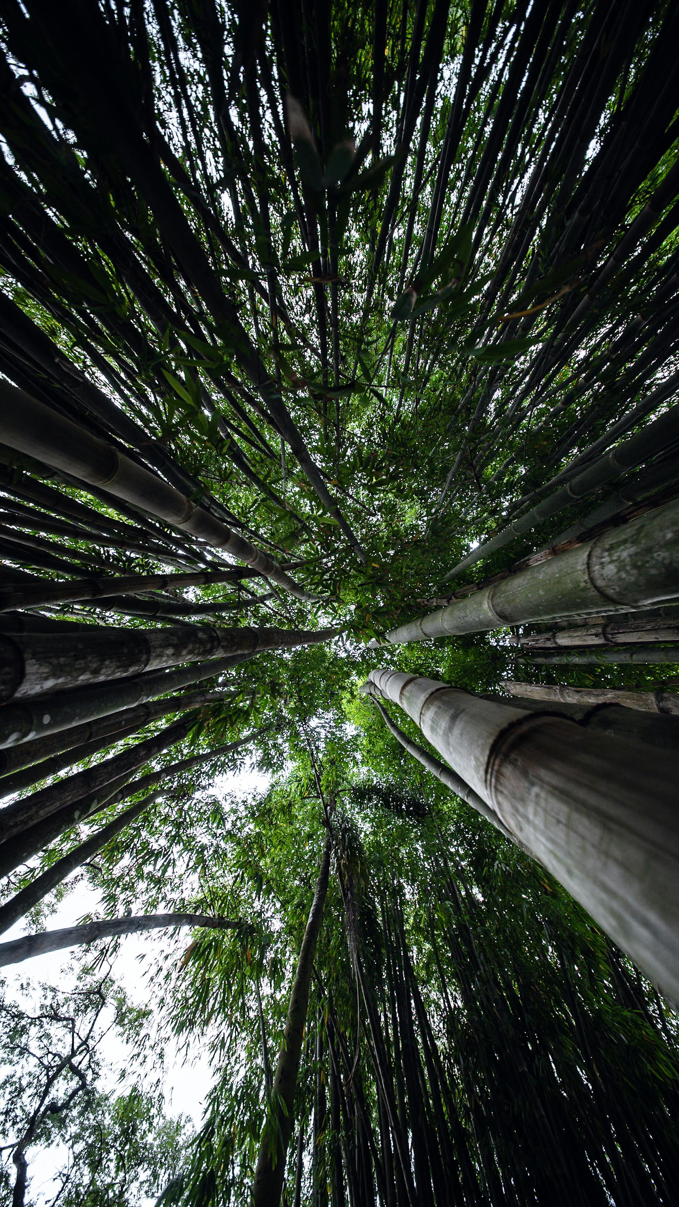 Tall Bamboo Forest with Upward View · Free Stock Photo