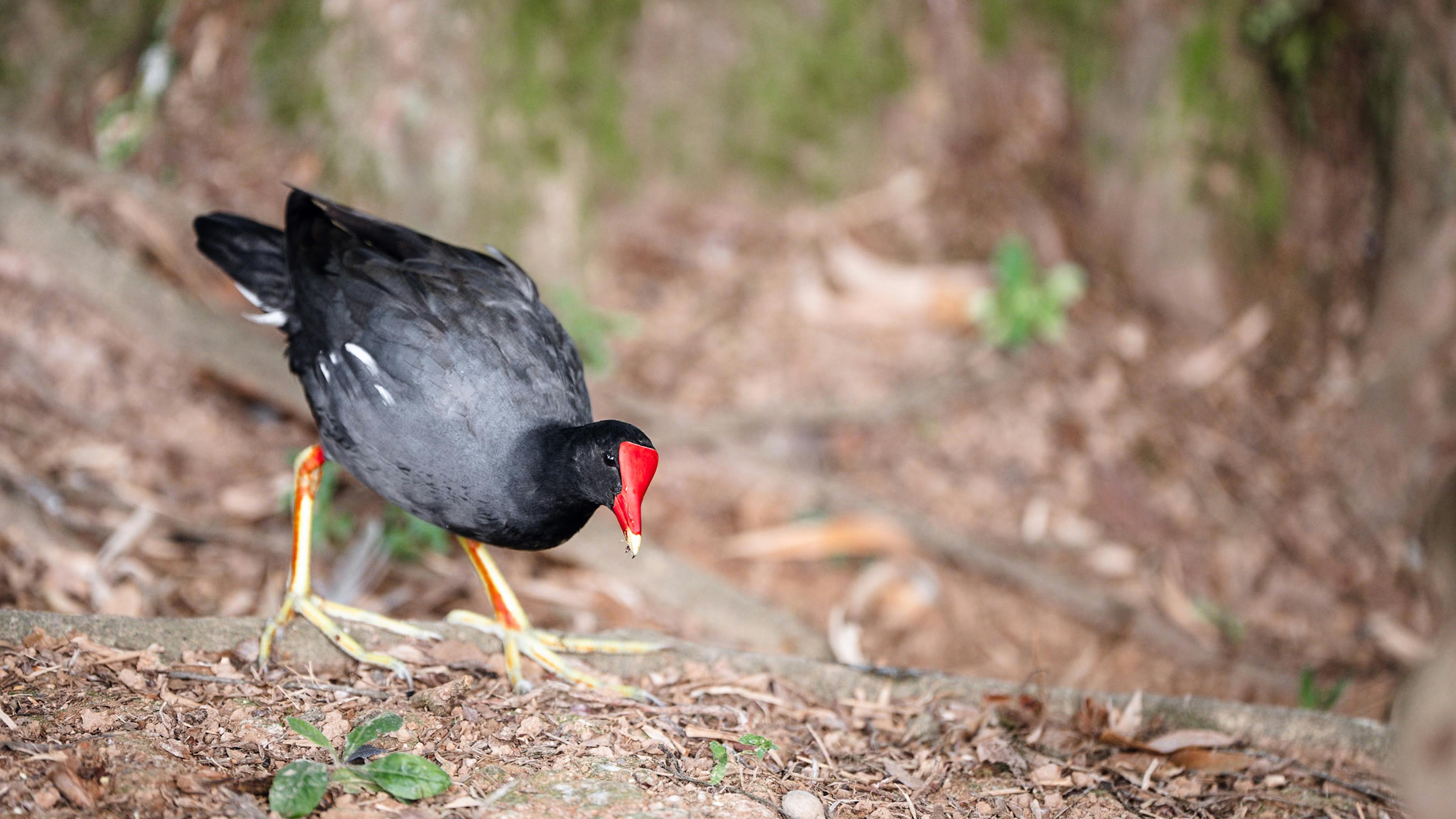 Dusky Moorhen Bird Foraging in Natural Habitat · Free Stock Photo