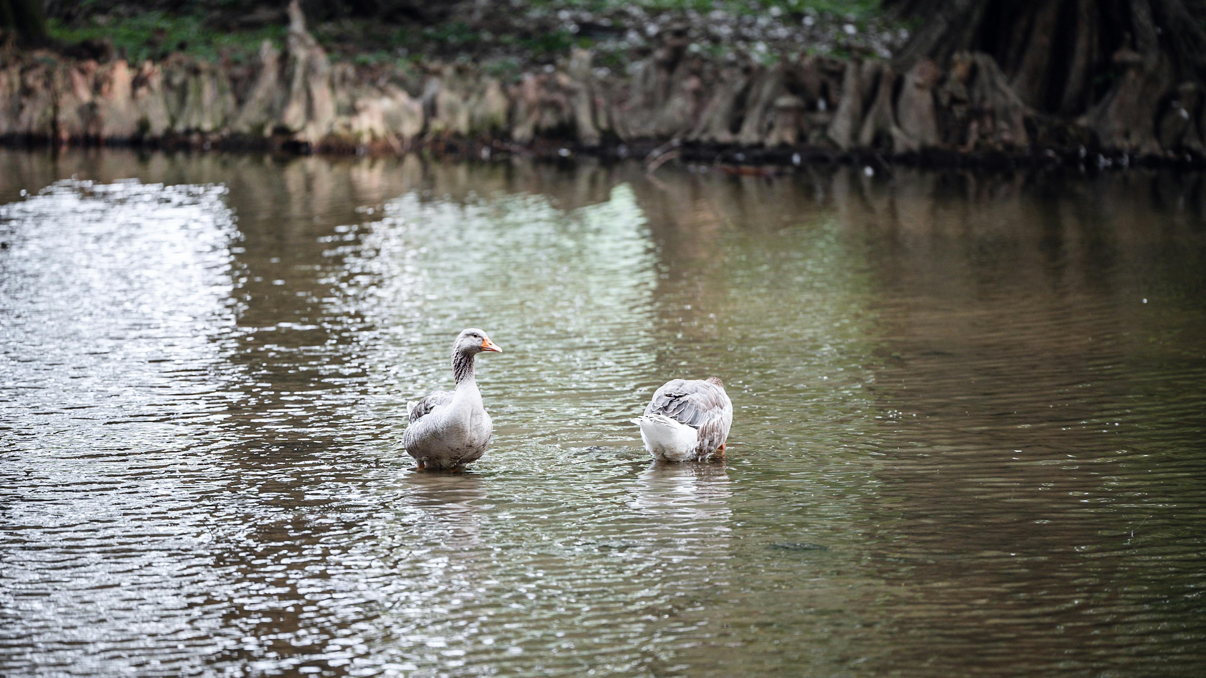 Two Geese Wading in a Serene Lake Scene · Free Stock Photo
