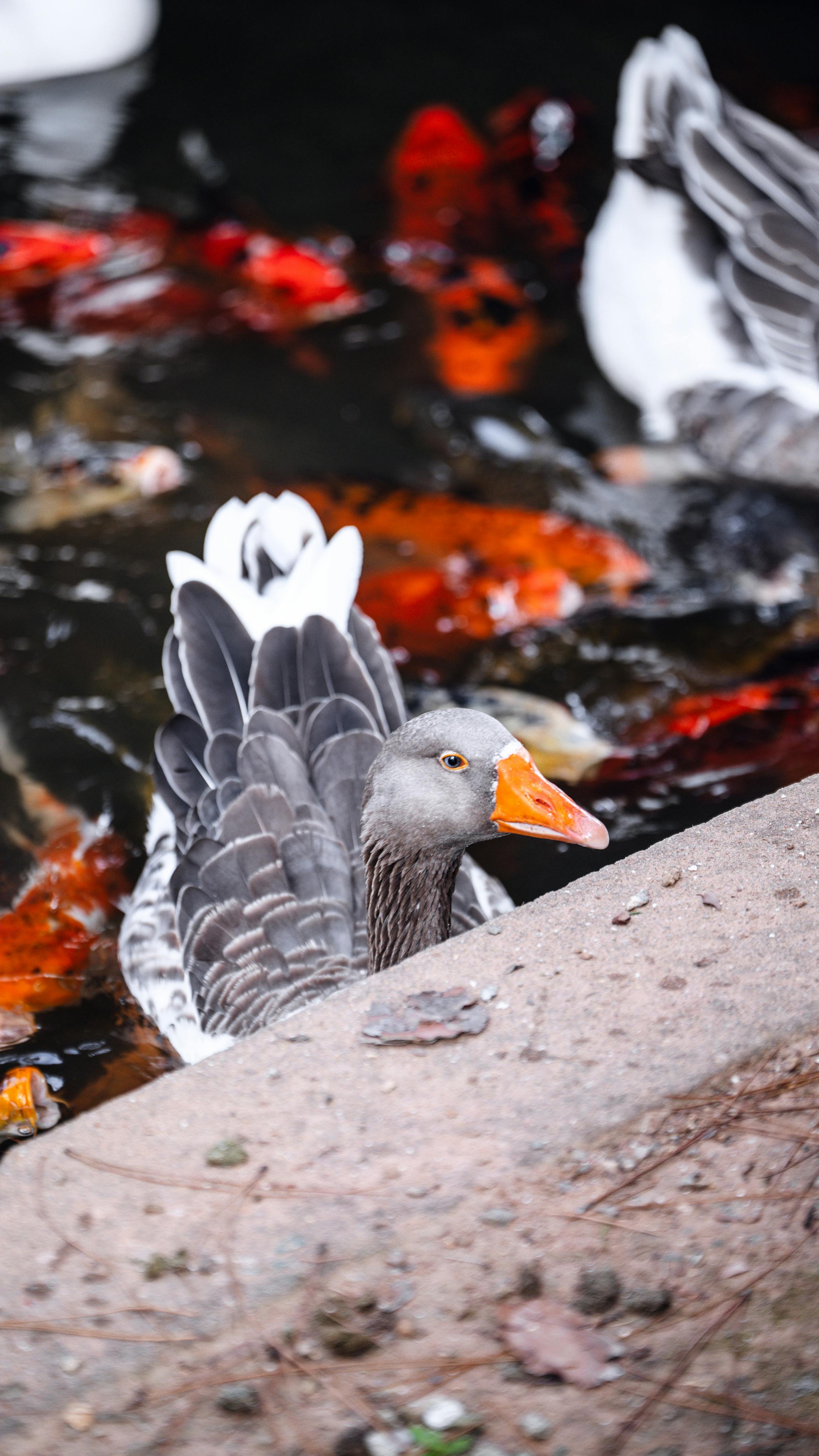 Koi Dovmeleri Photos, Download The BEST Free Koi Dovmeleri Stock Photos ...