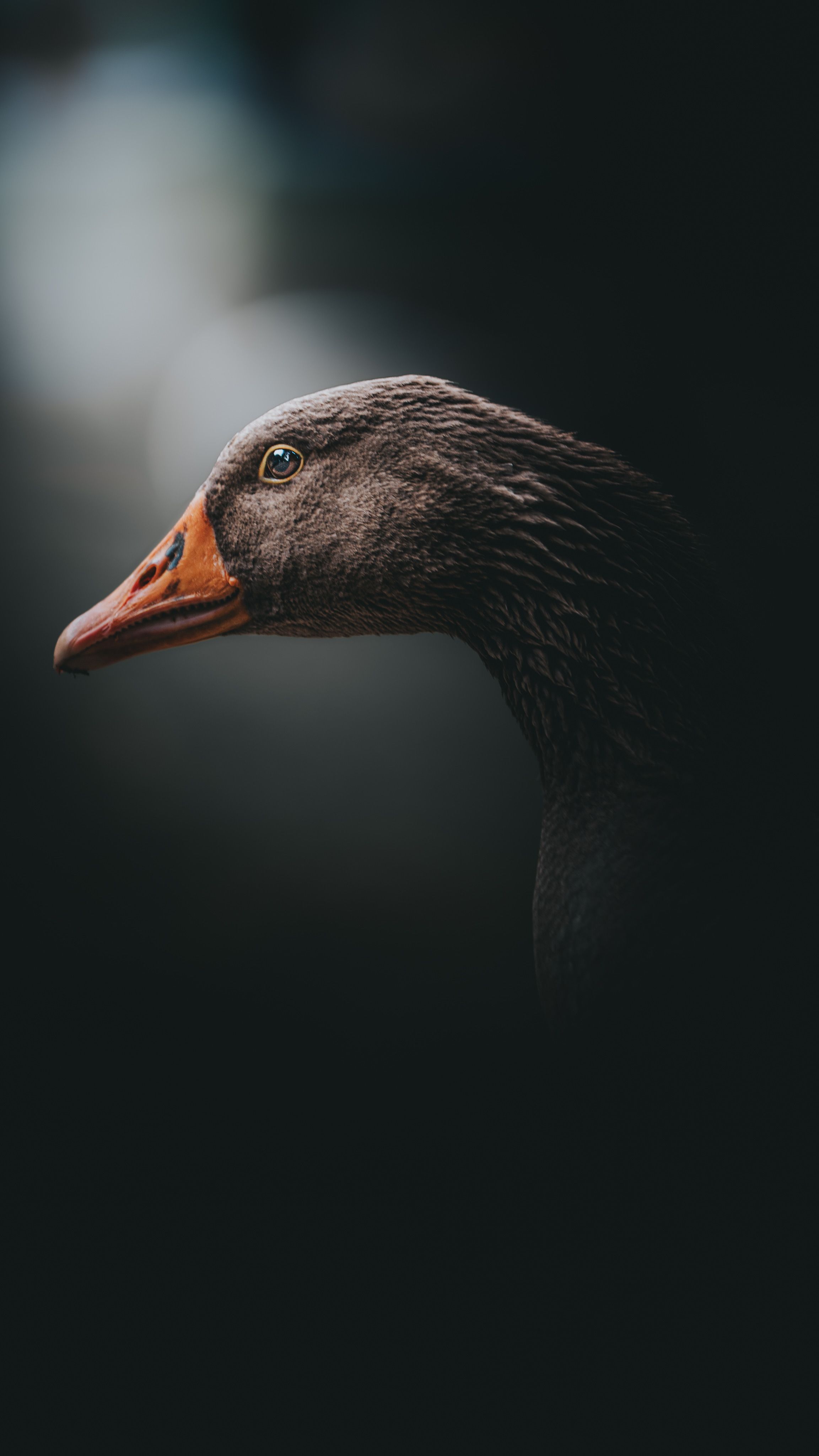 Profile Portrait of a Dark Goose in Focus · Free Stock Photo
