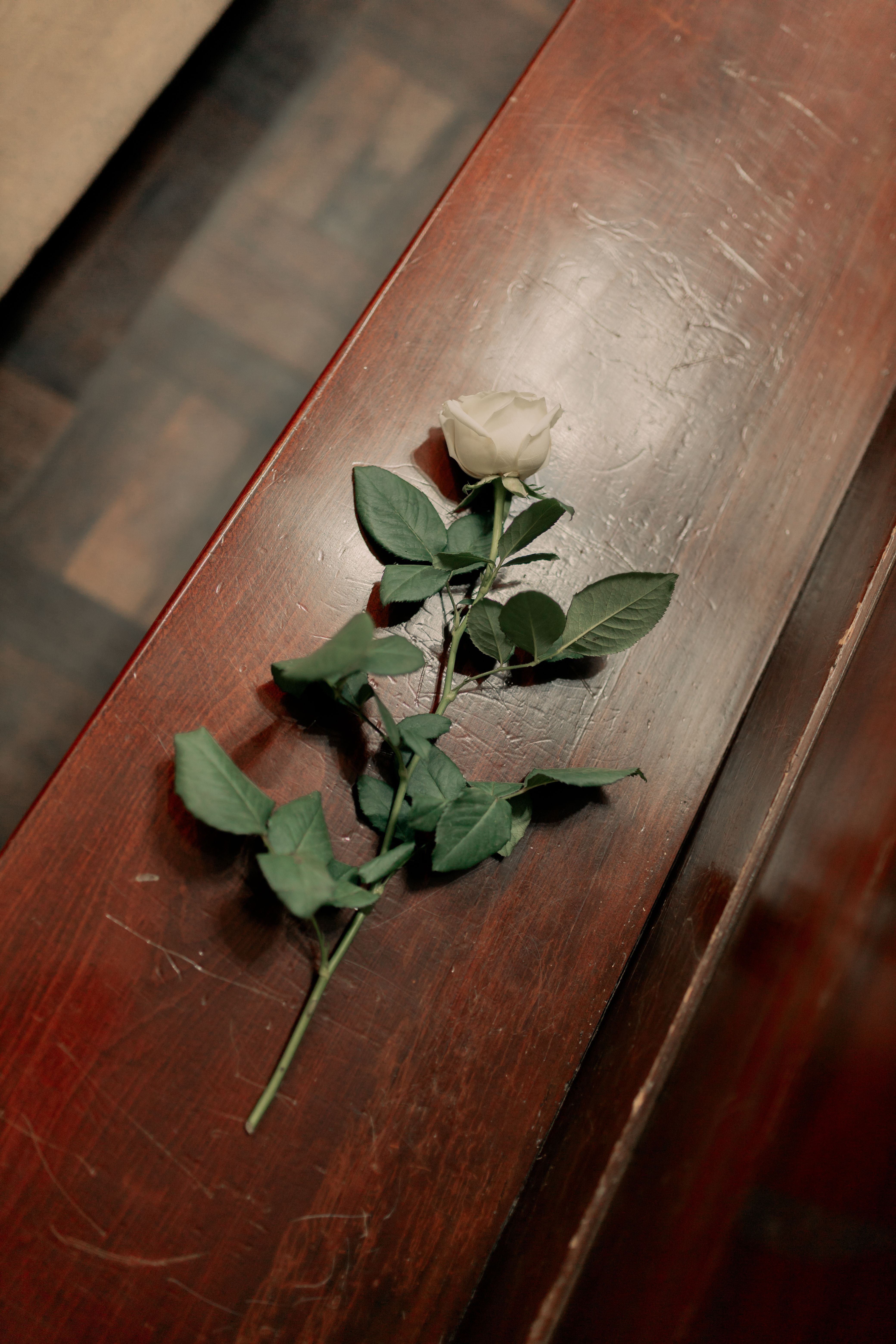 Single White Rose on Wooden Surface Elegance · Free Stock Photo