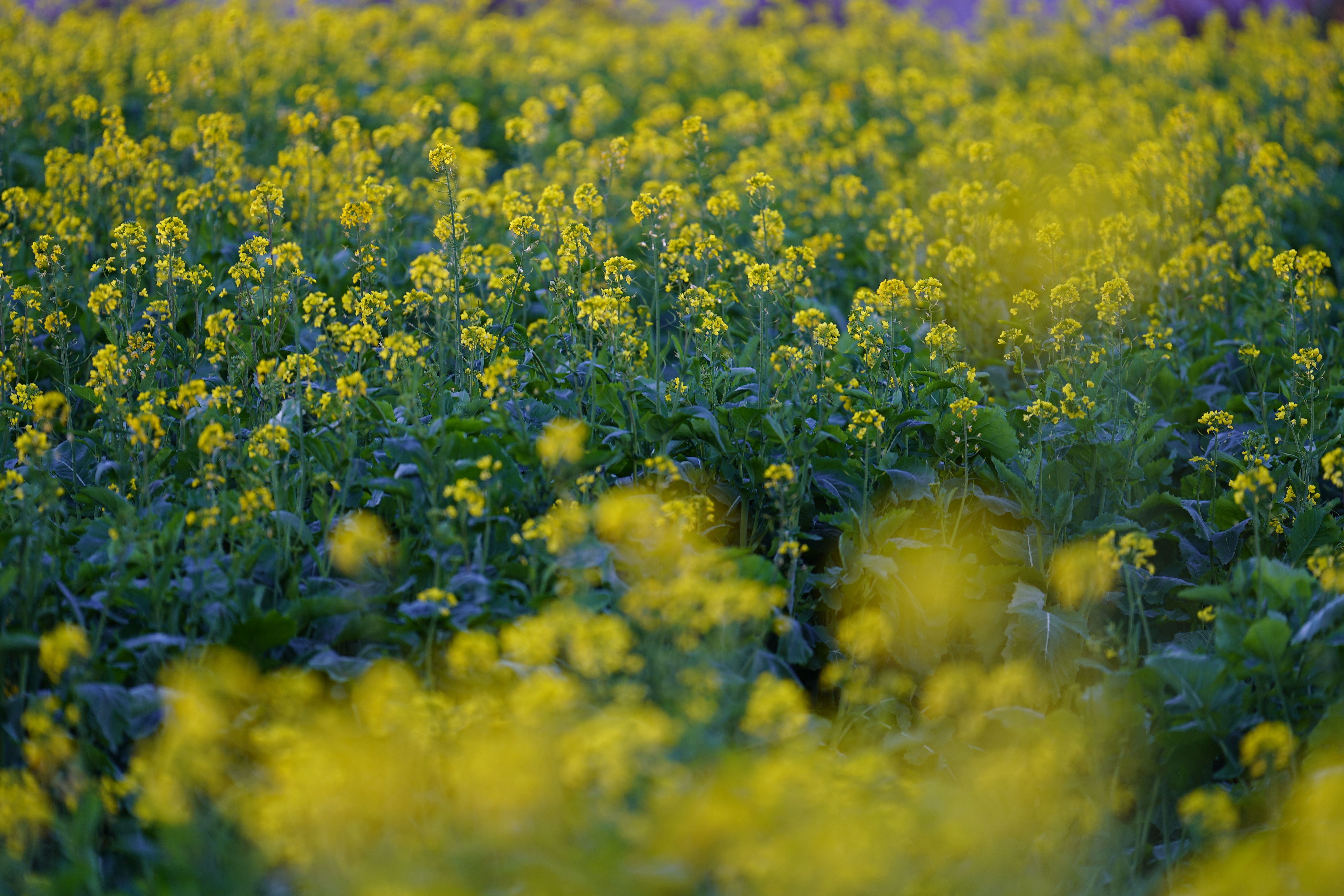 Bunga Canola Photos, Download The BEST Free Bunga Canola Stock Photos ...