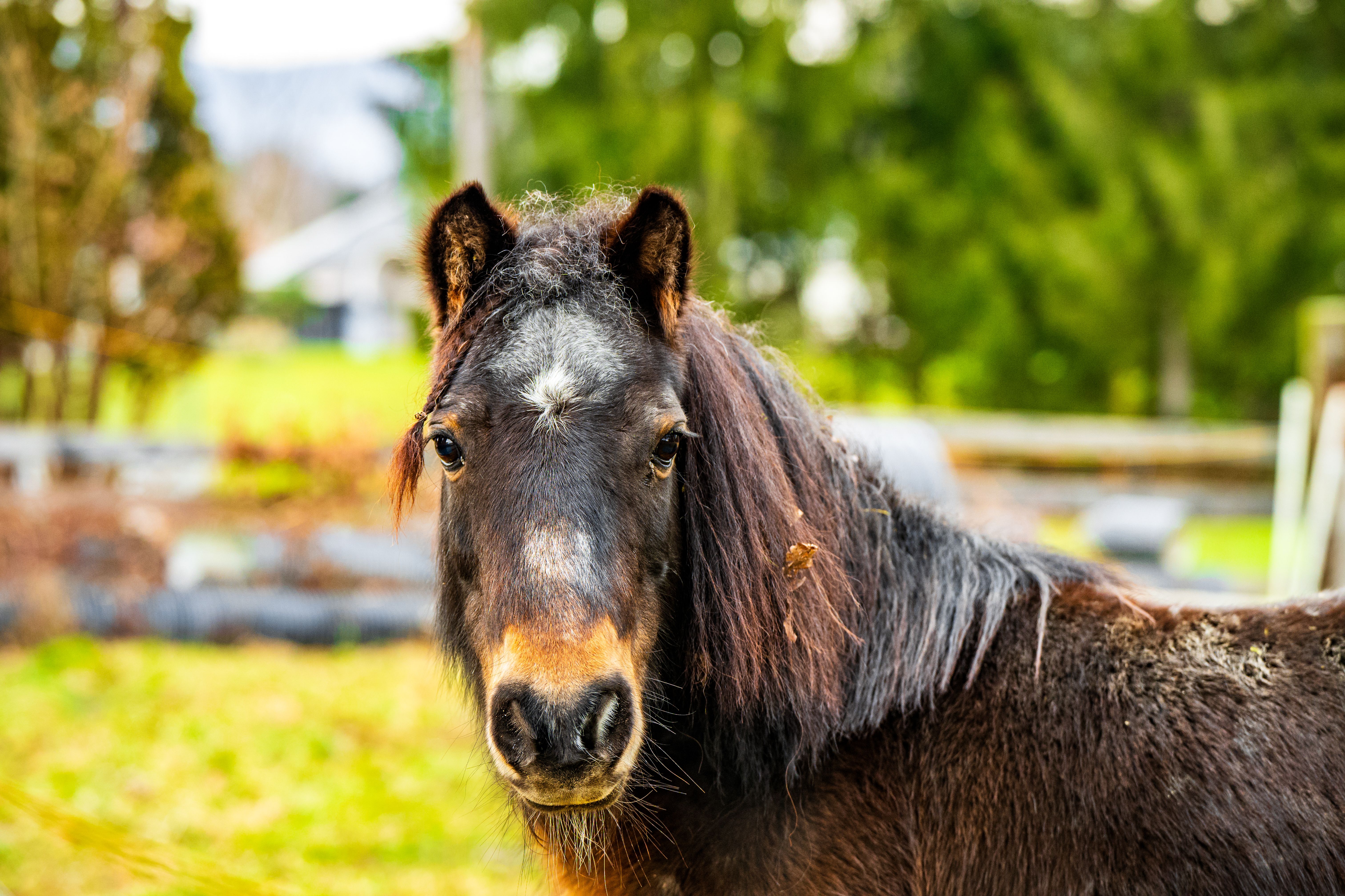 Close-up of a Pony in a Lush Green Field · Free Stock Photo