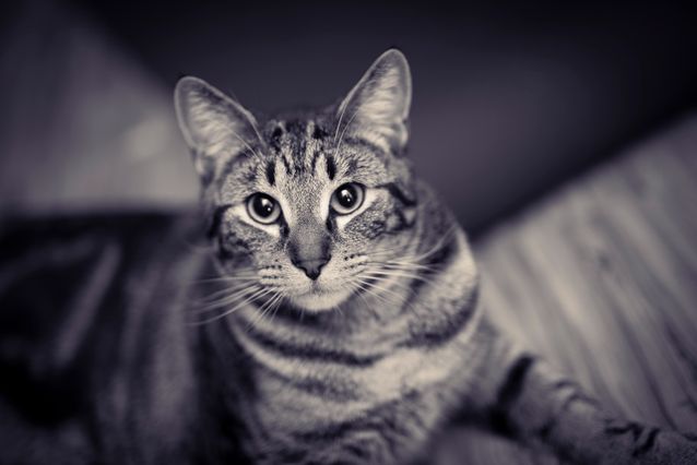 Discovering the American Shorthair Silver Tabby Cat Breed