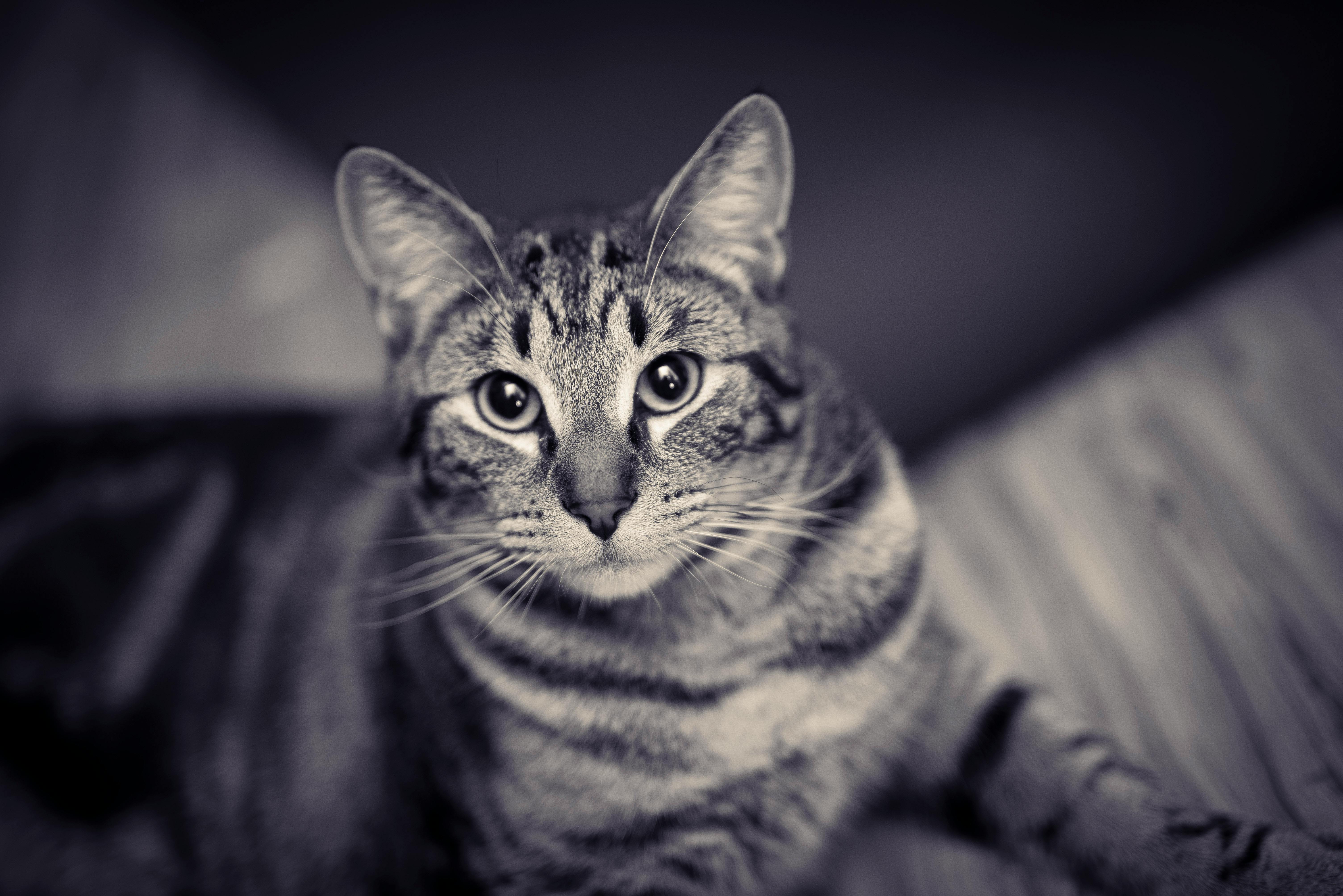 Cat Bw Photos, Download The BEST Free Cat Bw Stock Photos & HD Images