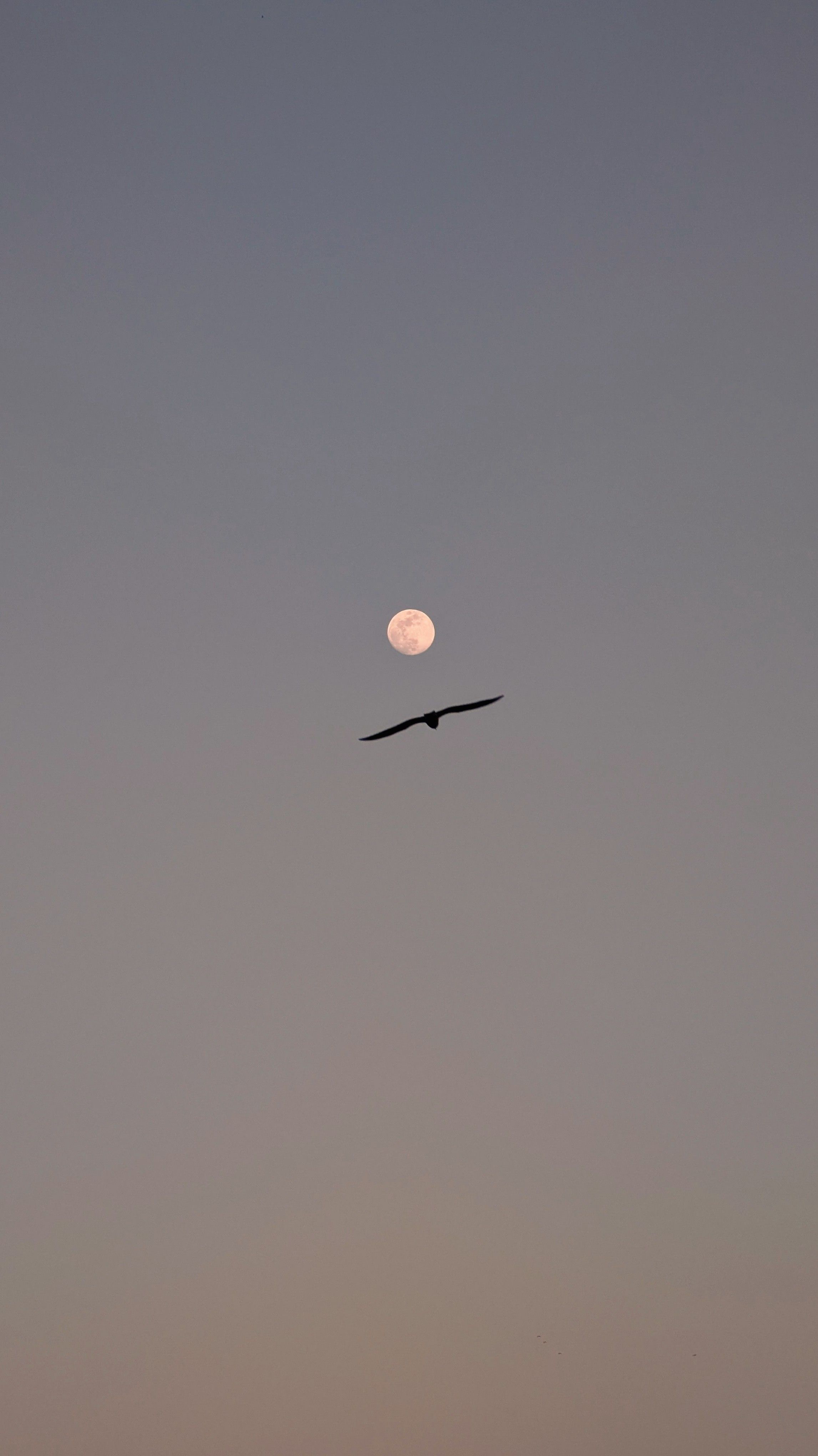 Bird in Flight Beneath a Full Moon at Sunset · Free Stock Photo