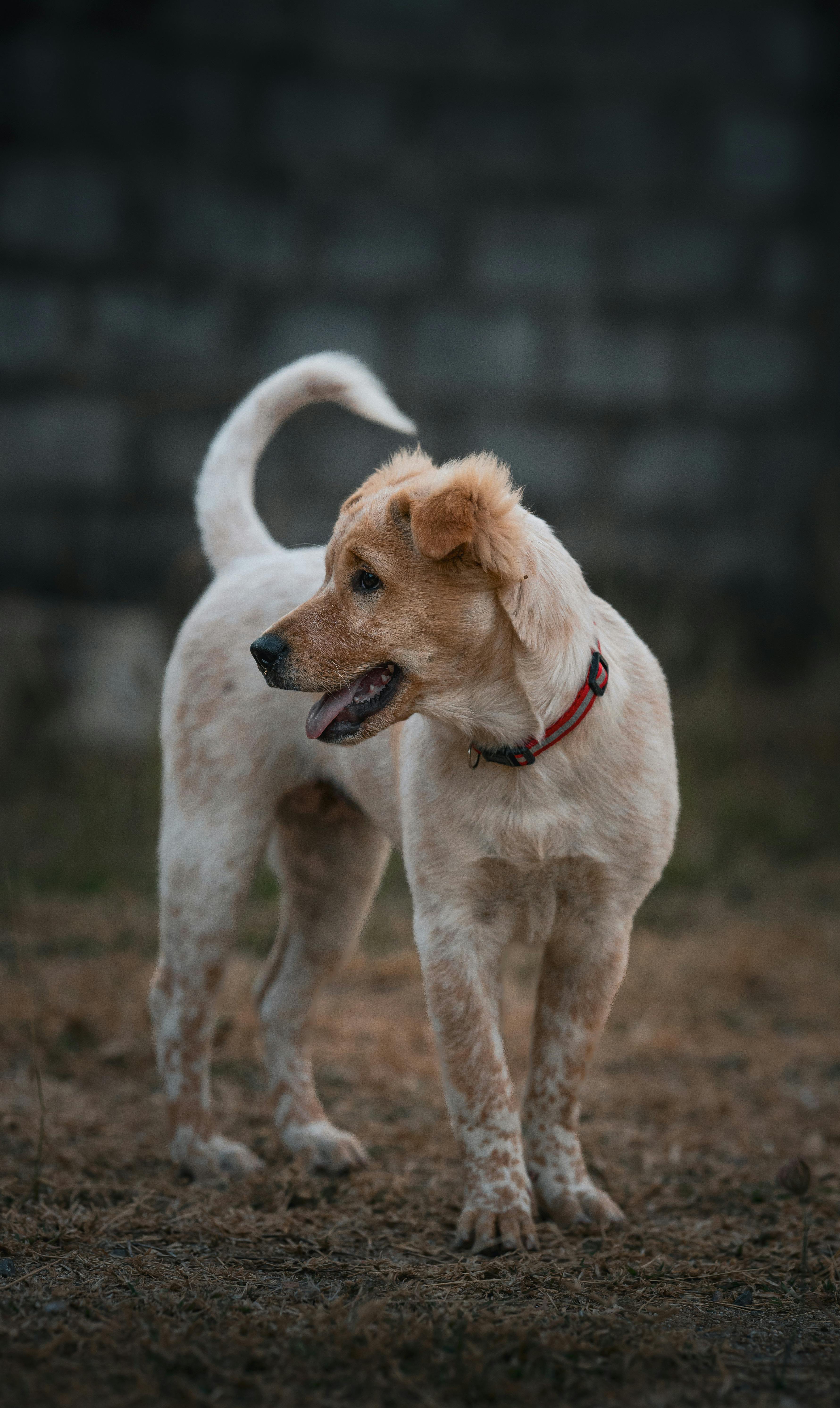 Pictures Of Dogs Photos, Download The BEST Free Pictures Of Dogs Stock ...