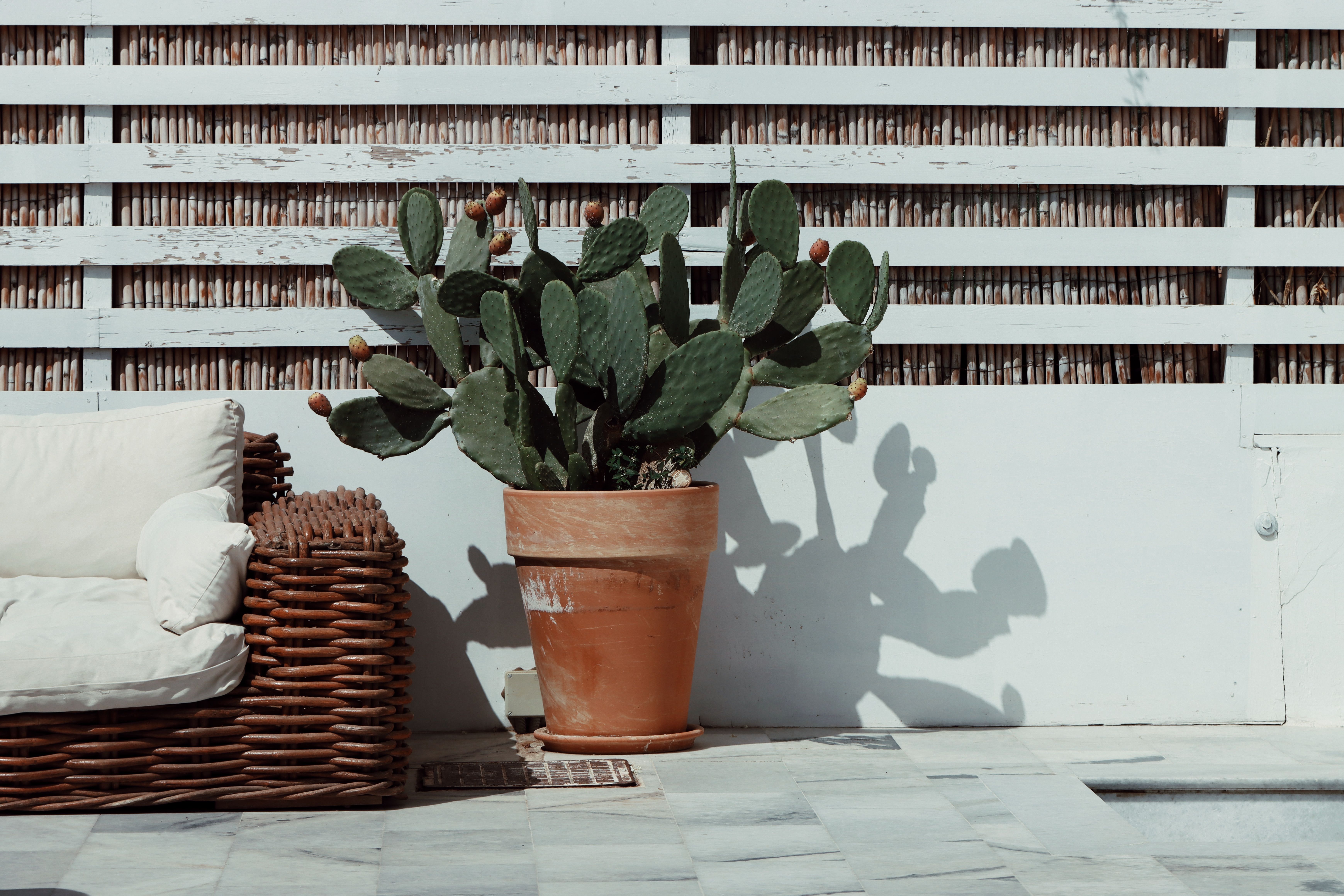 Stylish Outdoor Seating Area with Cactus in Naxos · Free Stock Photo