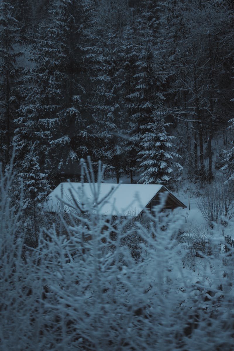 4k Wallpaper Dark Snowy Forest Photos, Download The BEST Free 4k ...