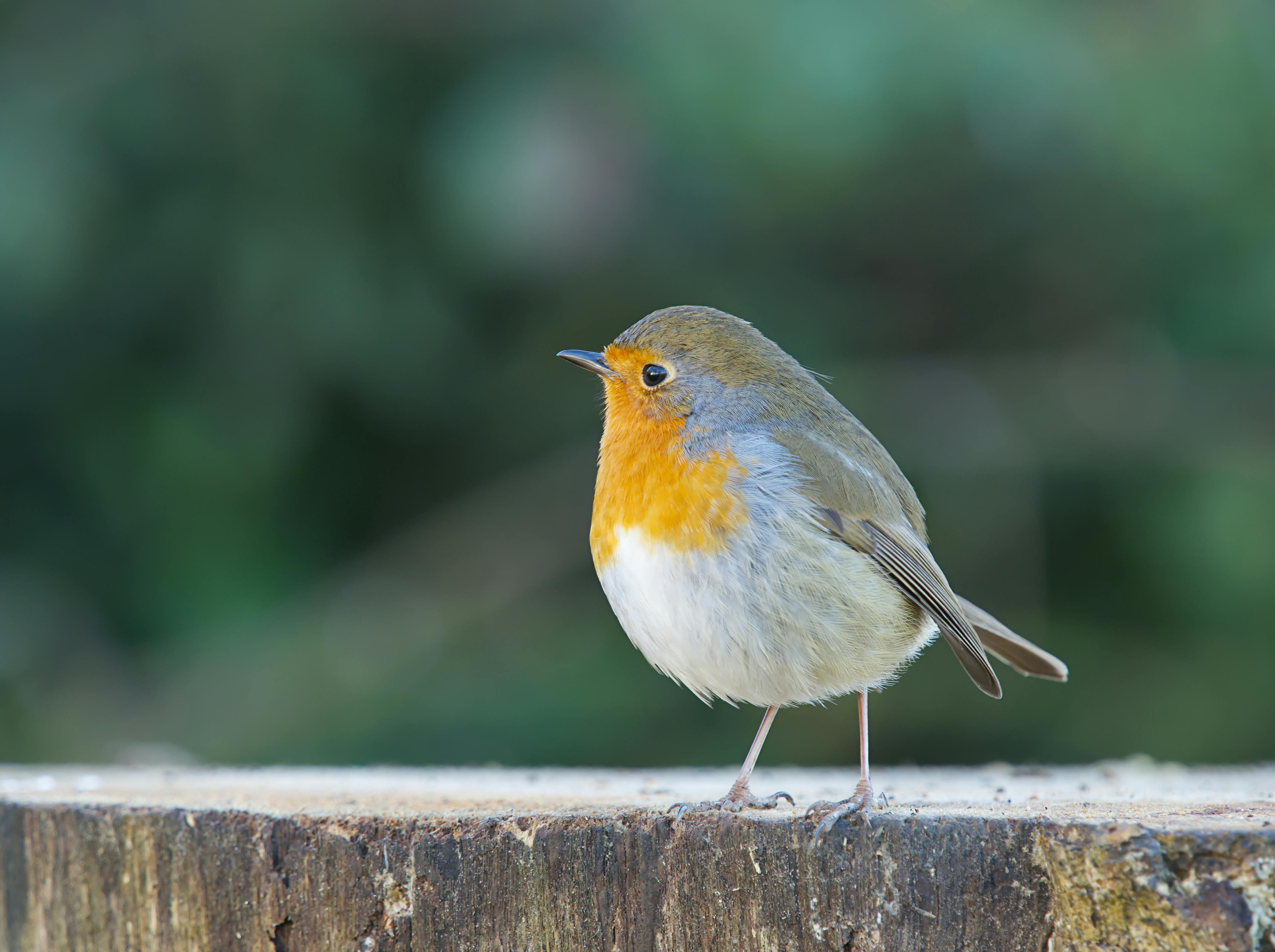Unlocking Red Breasted Nuthatch Habitat and Behavior Secrets