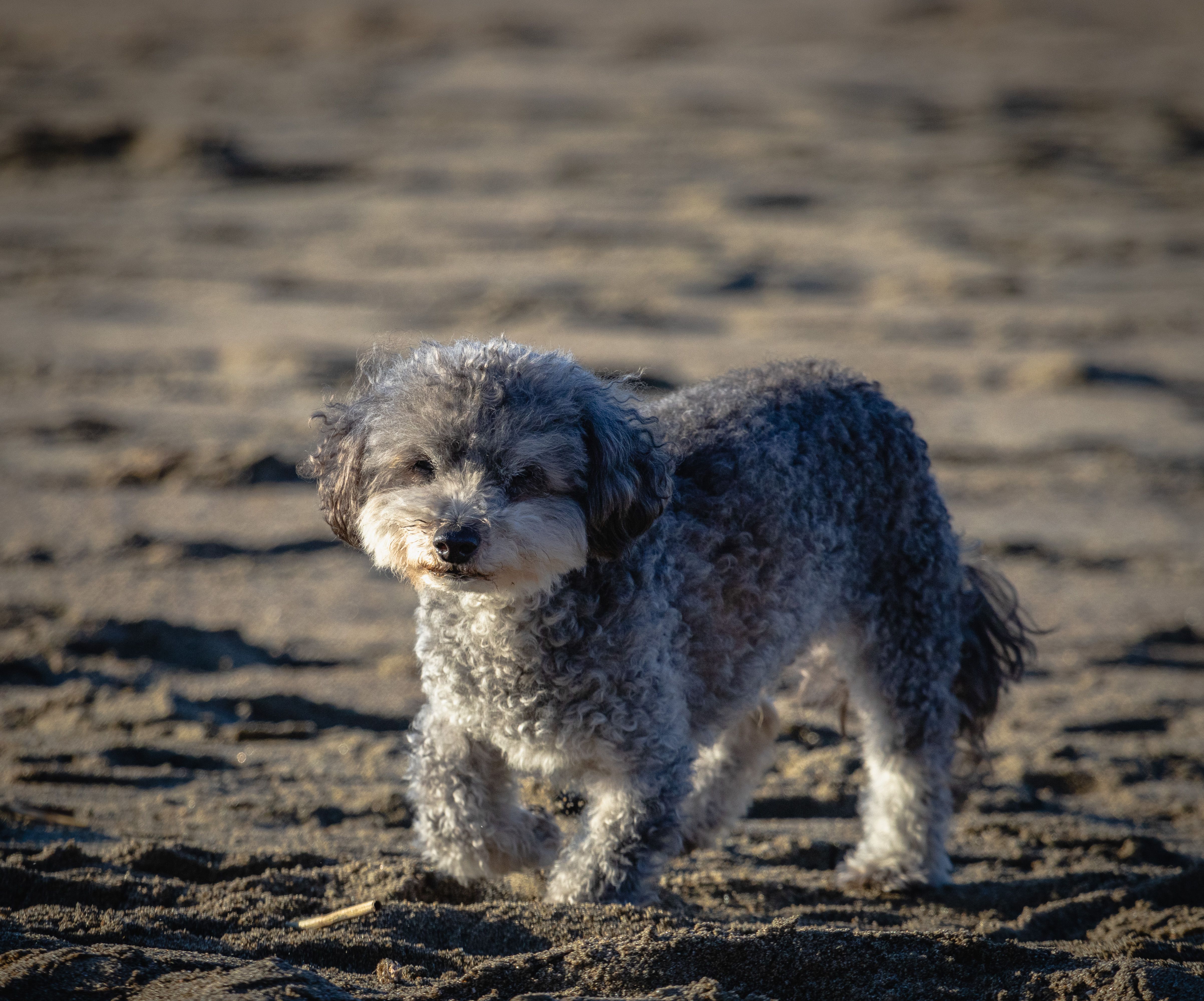Cute Poodle on a Sunny Beach Afternoon · Free Stock Photo