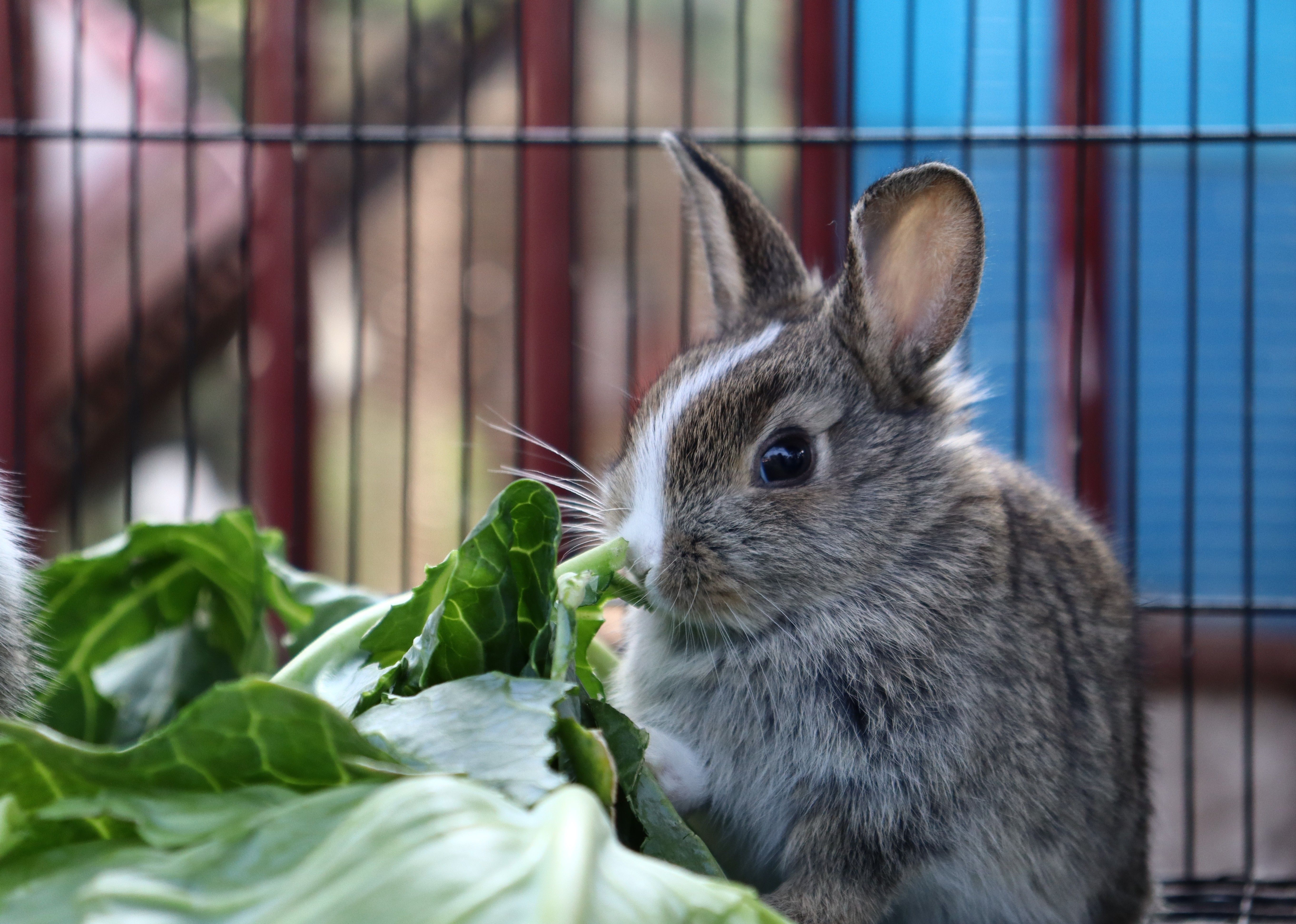 Rabbit Eares Photos, Download The BEST Free Rabbit Eares Stock Photos ...
