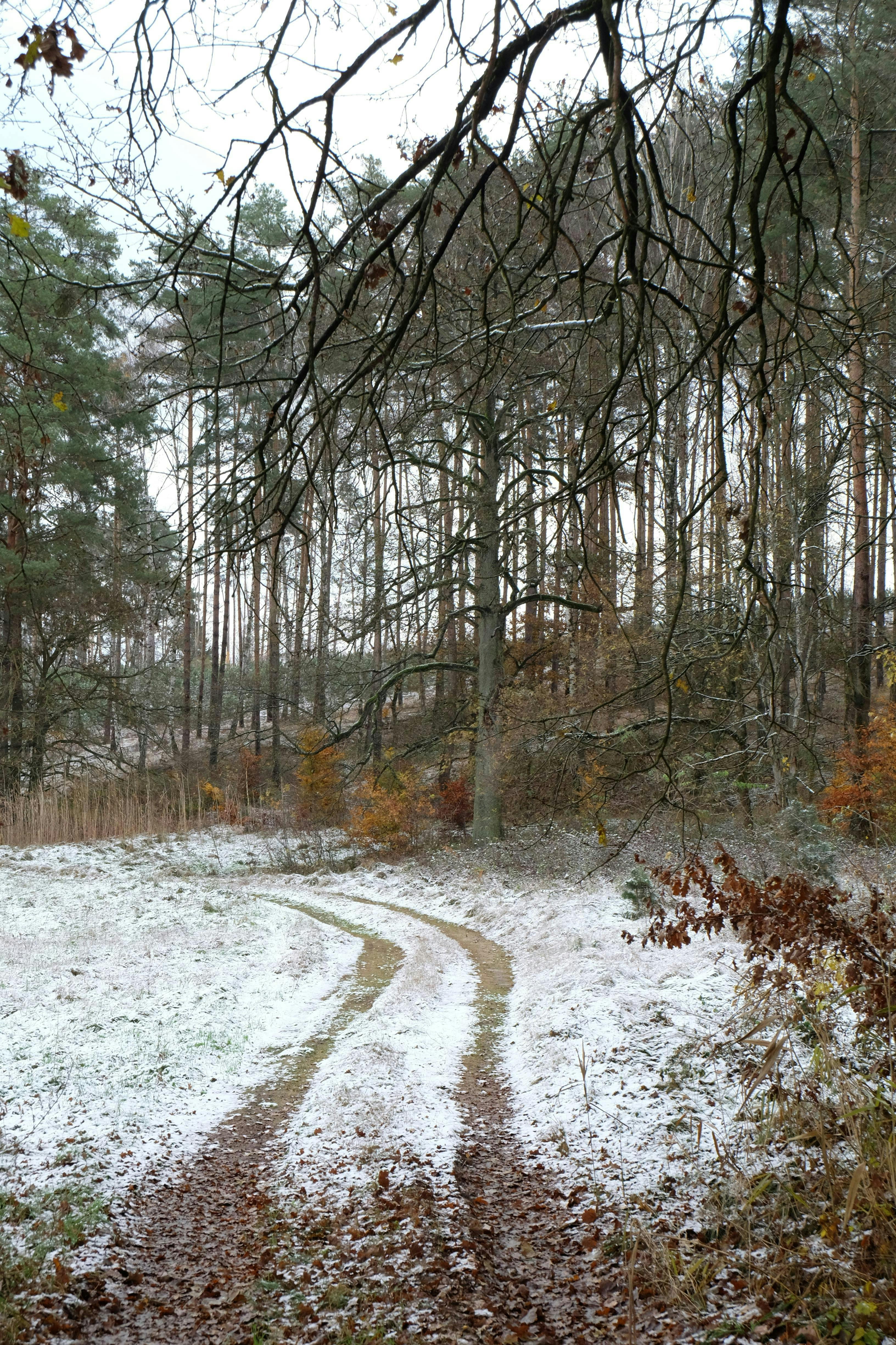 Serene Snowy Path Through Winter Forest · Free Stock Photo