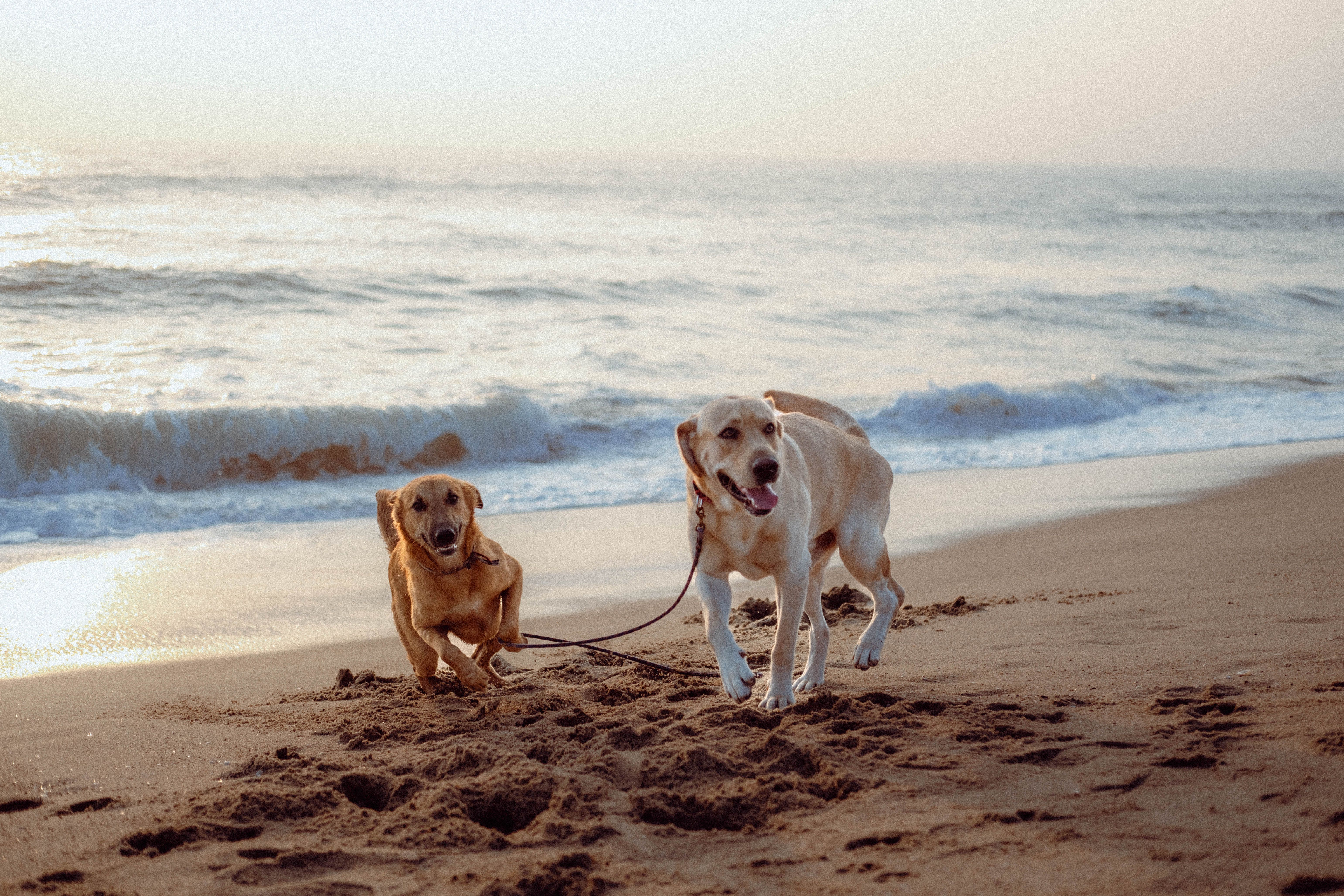 Labrador Retrievers Enjoying Beach Sunrise in India · Free Stock Photo