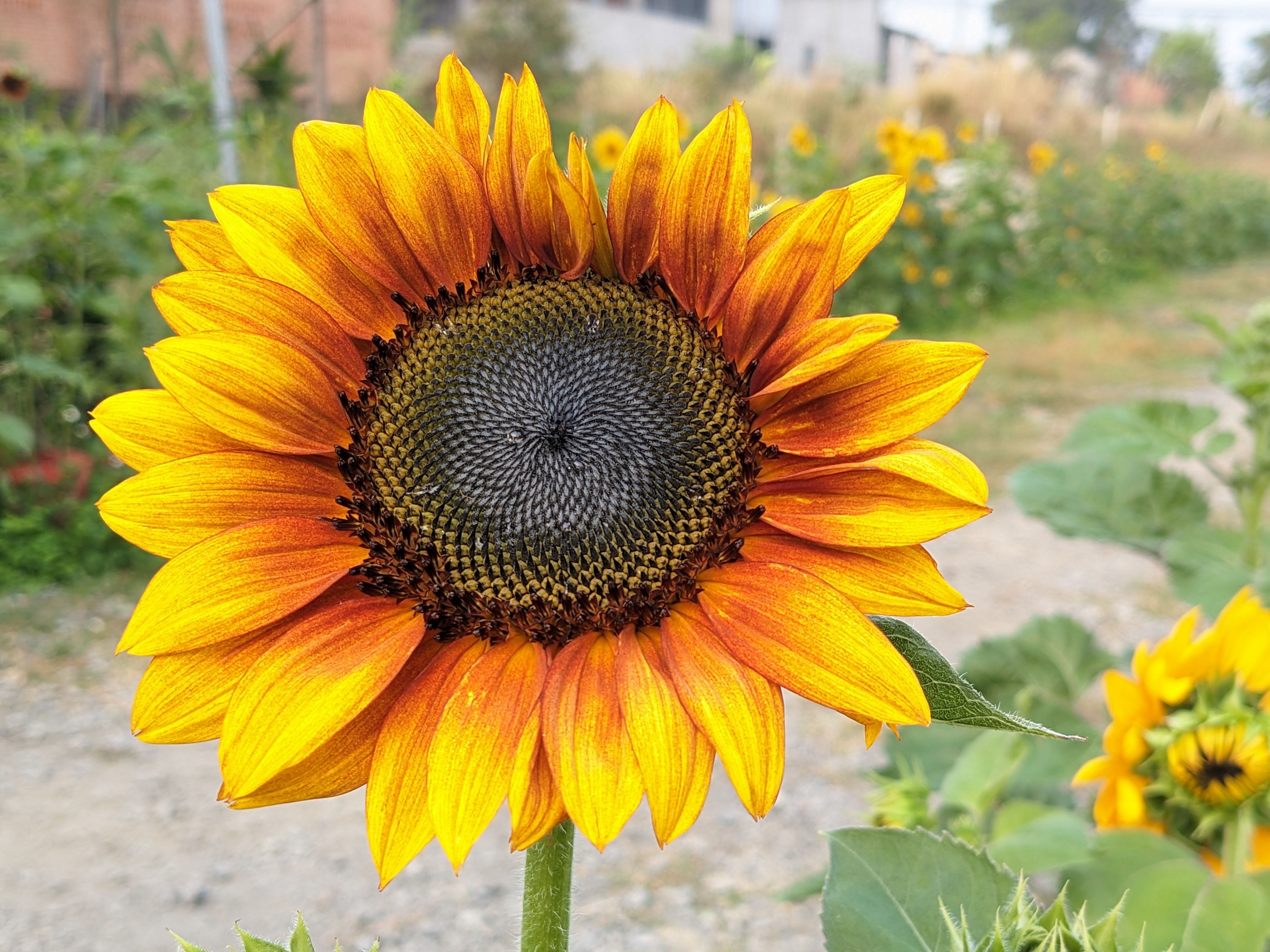 Vibrant Sunflower Bloom in a Rustic Field Setting · Free Stock Photo