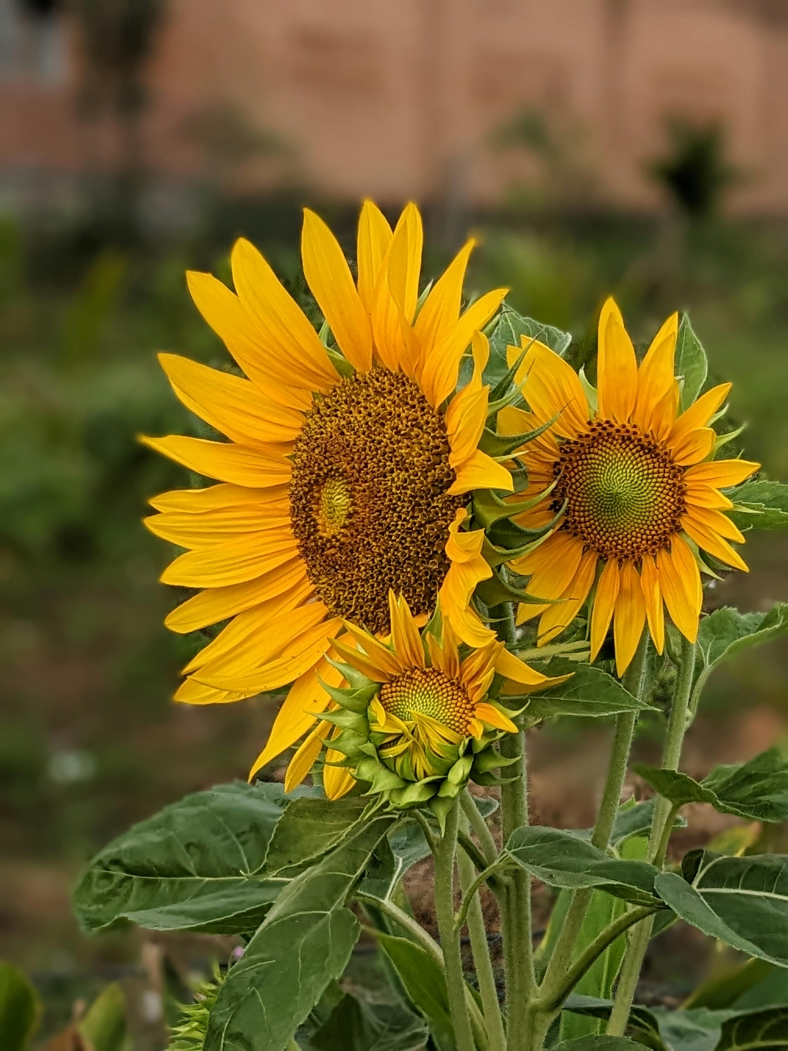 Sunflower+Img Photos, Download The BEST Free Sunflower+Img Stock Photos ...