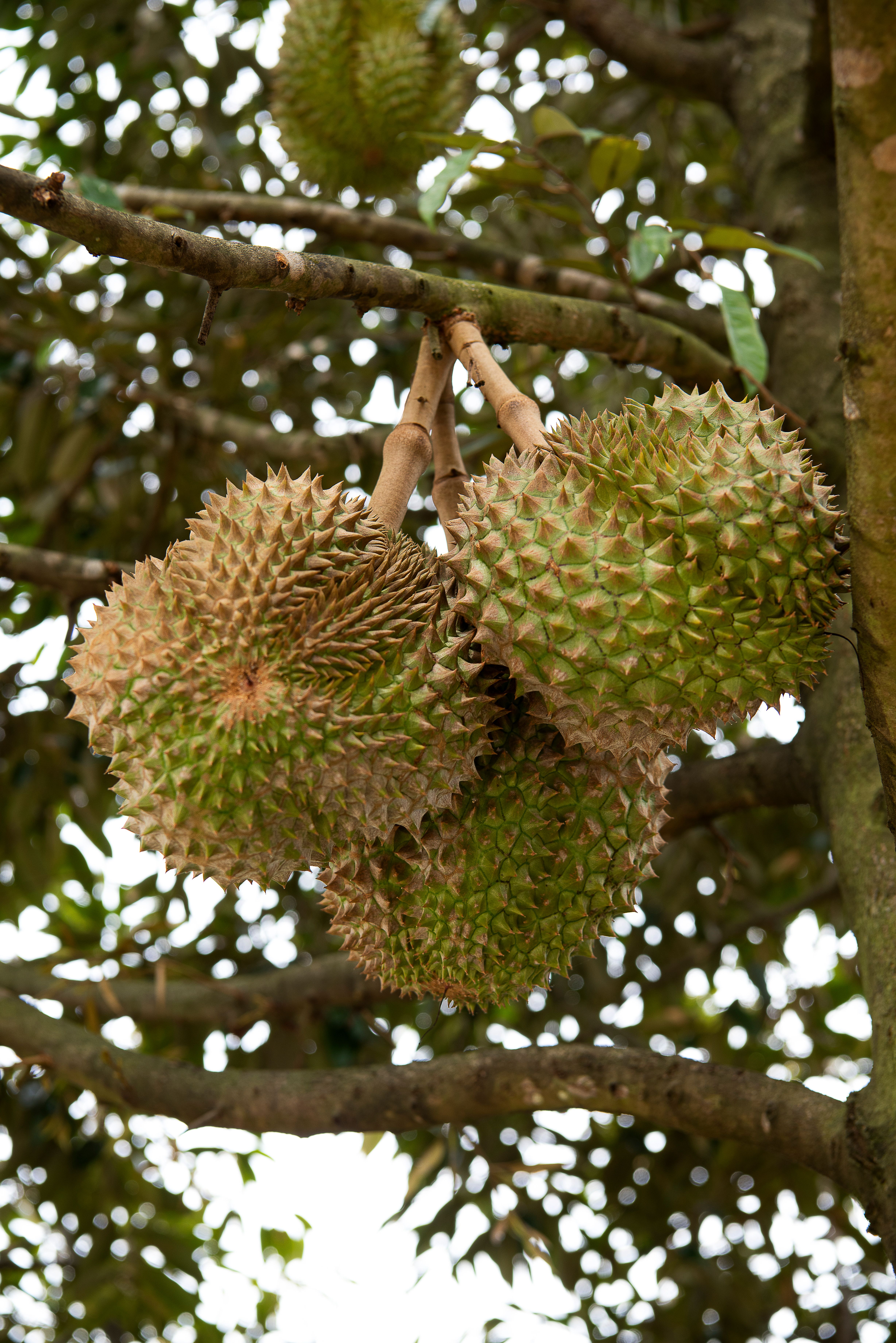 Close-up of Durian Fruit Hanging on Tree · Free Stock Photo