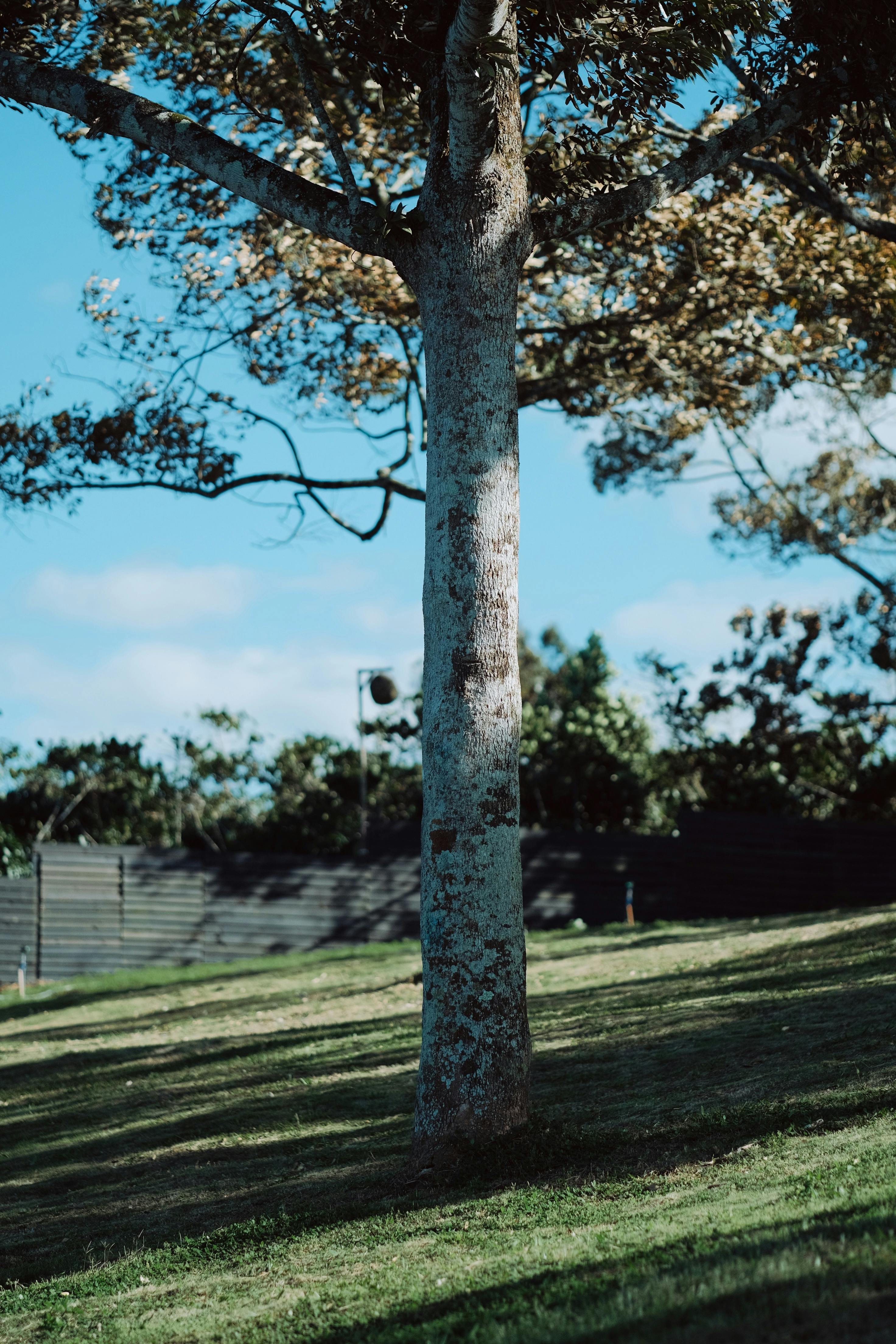 Serene Tree in Sunlit Green Park · Free Stock Photo