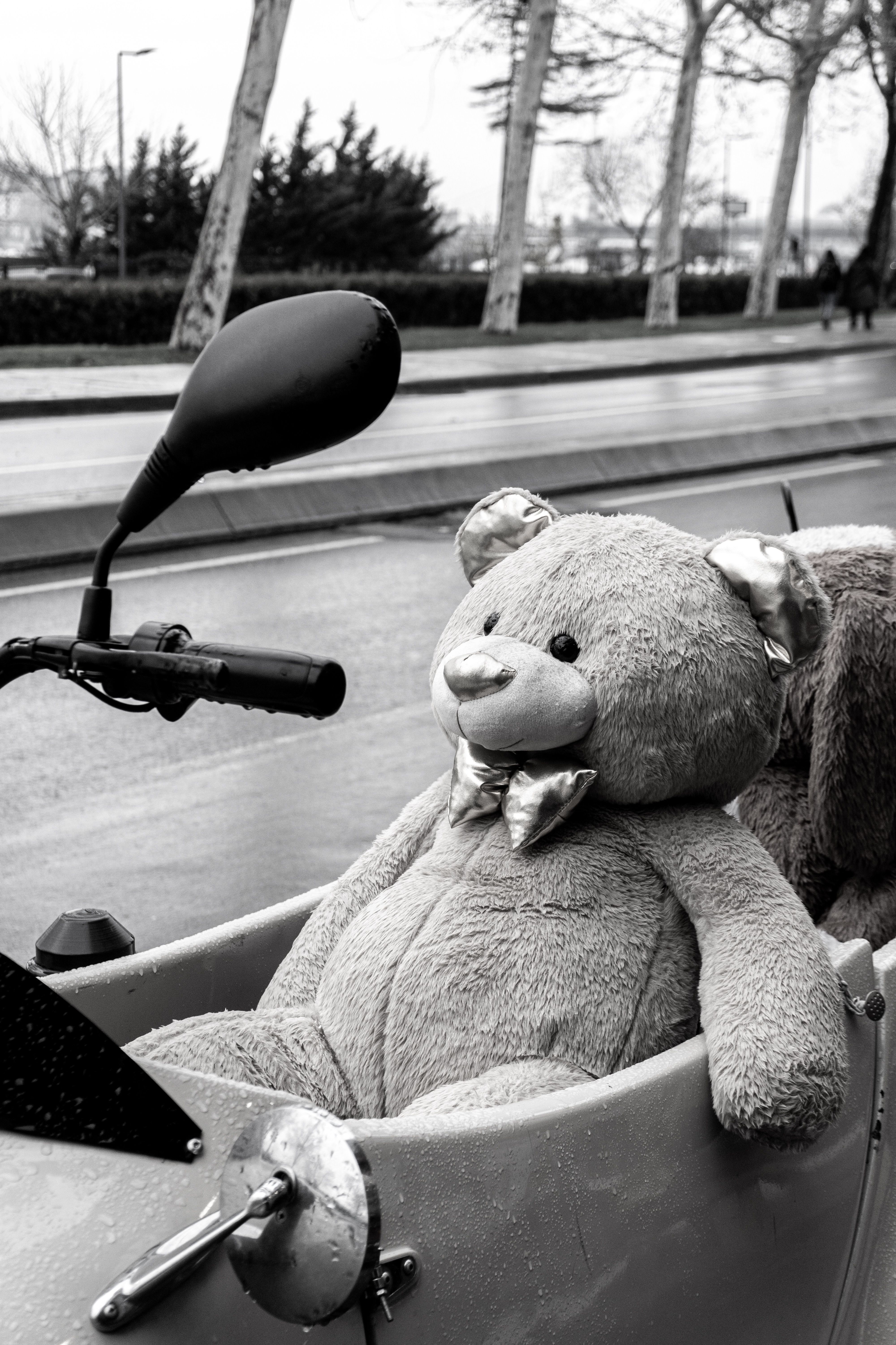 Teddy Photo Photos, Download The BEST Free Teddy Photo Stock Photos ...