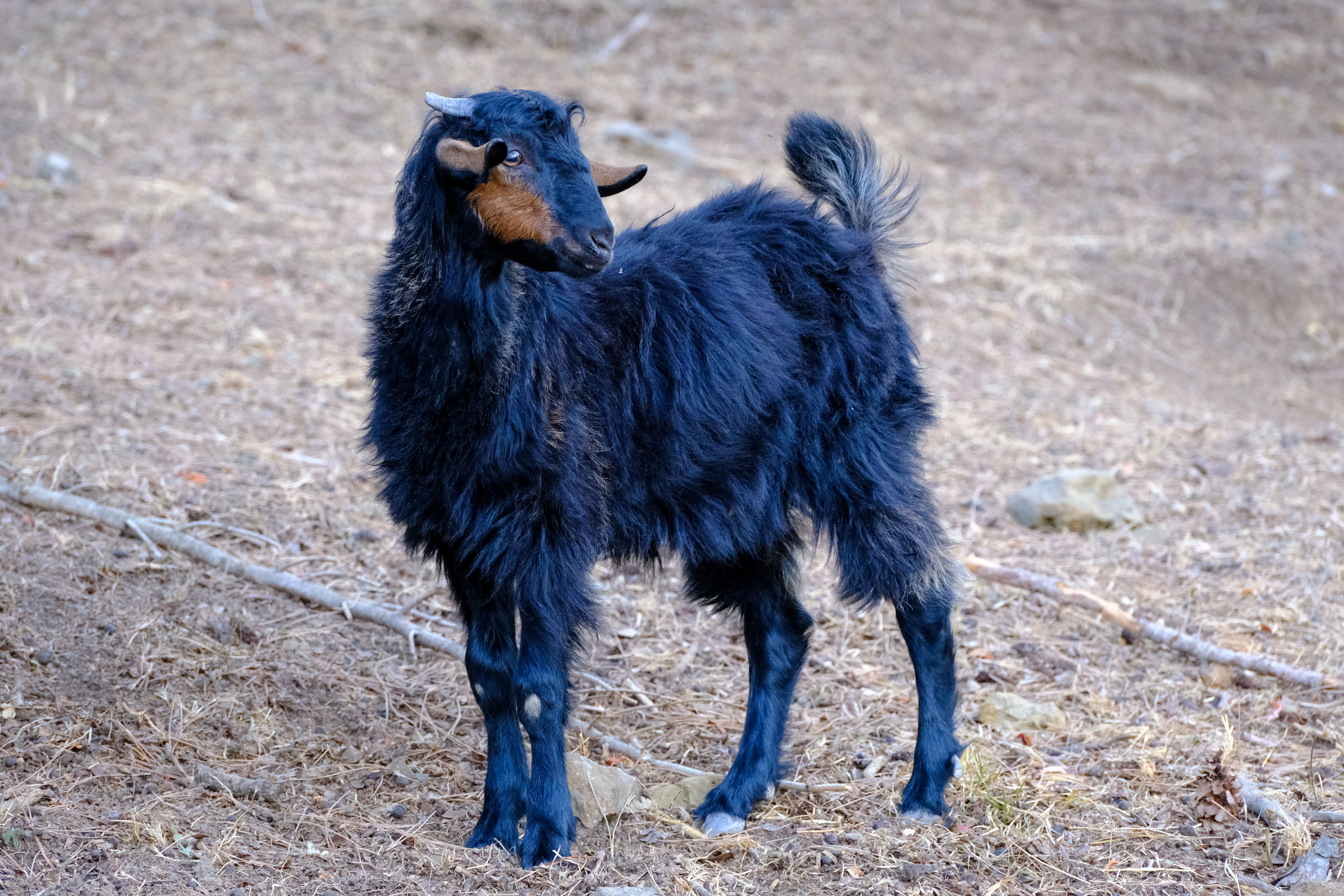 Black Goat Standing in Dry Outdoor Setting · Free Stock Photo