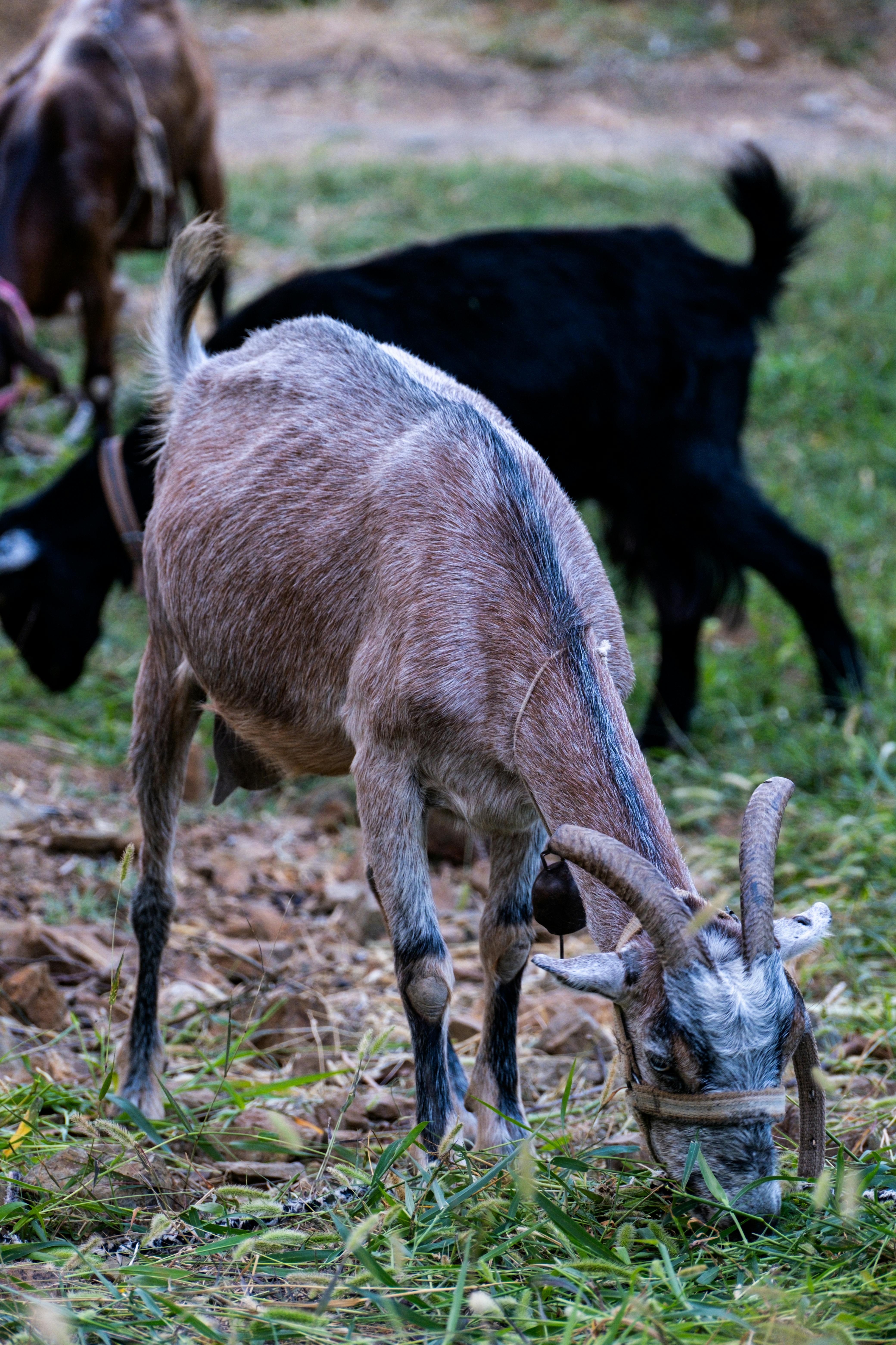 Cabras Pastando En Un Entorno Pastoral · Foto de stock gratuita