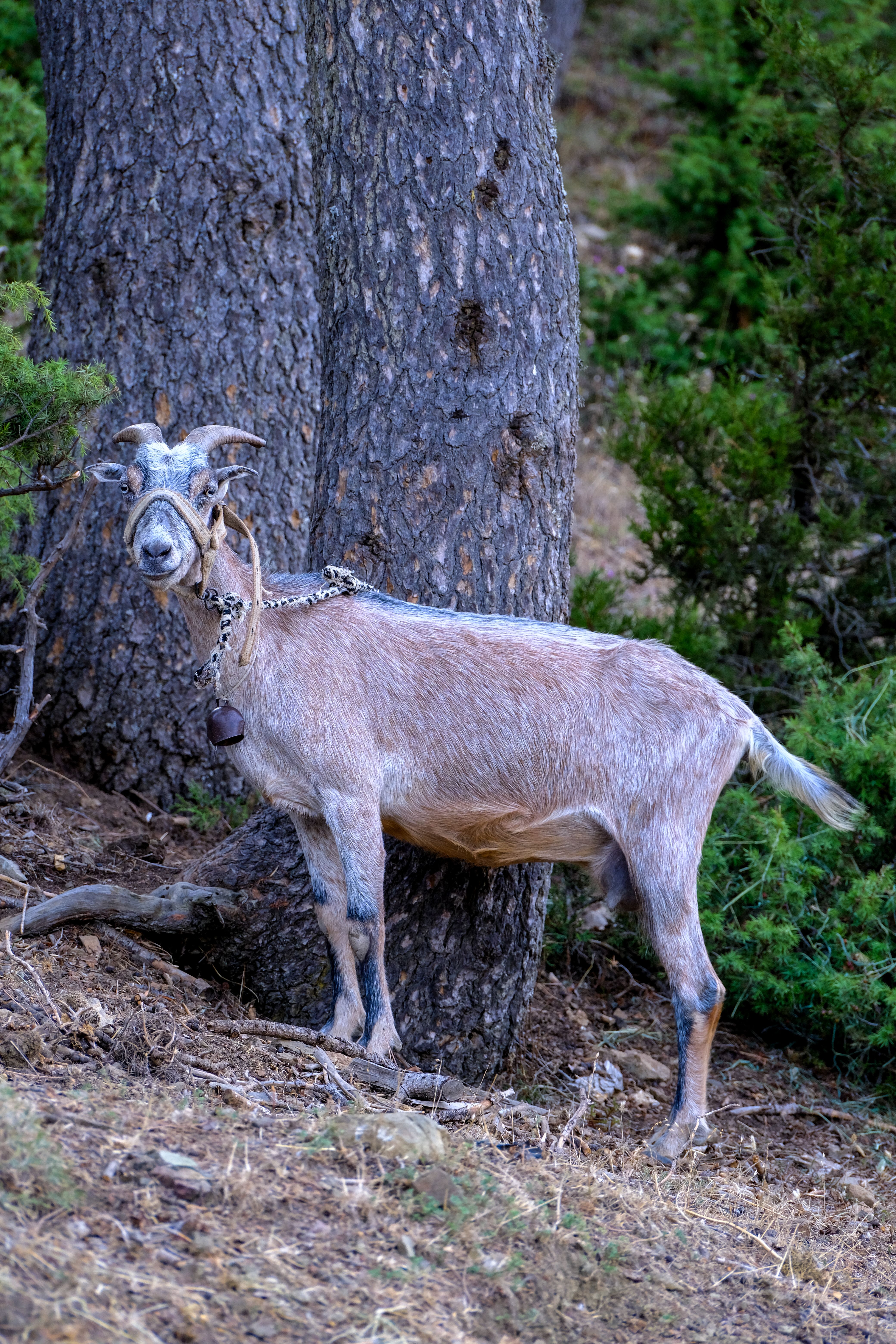 Mountain Goat by Tree in Forest Landscape · Free Stock Photo