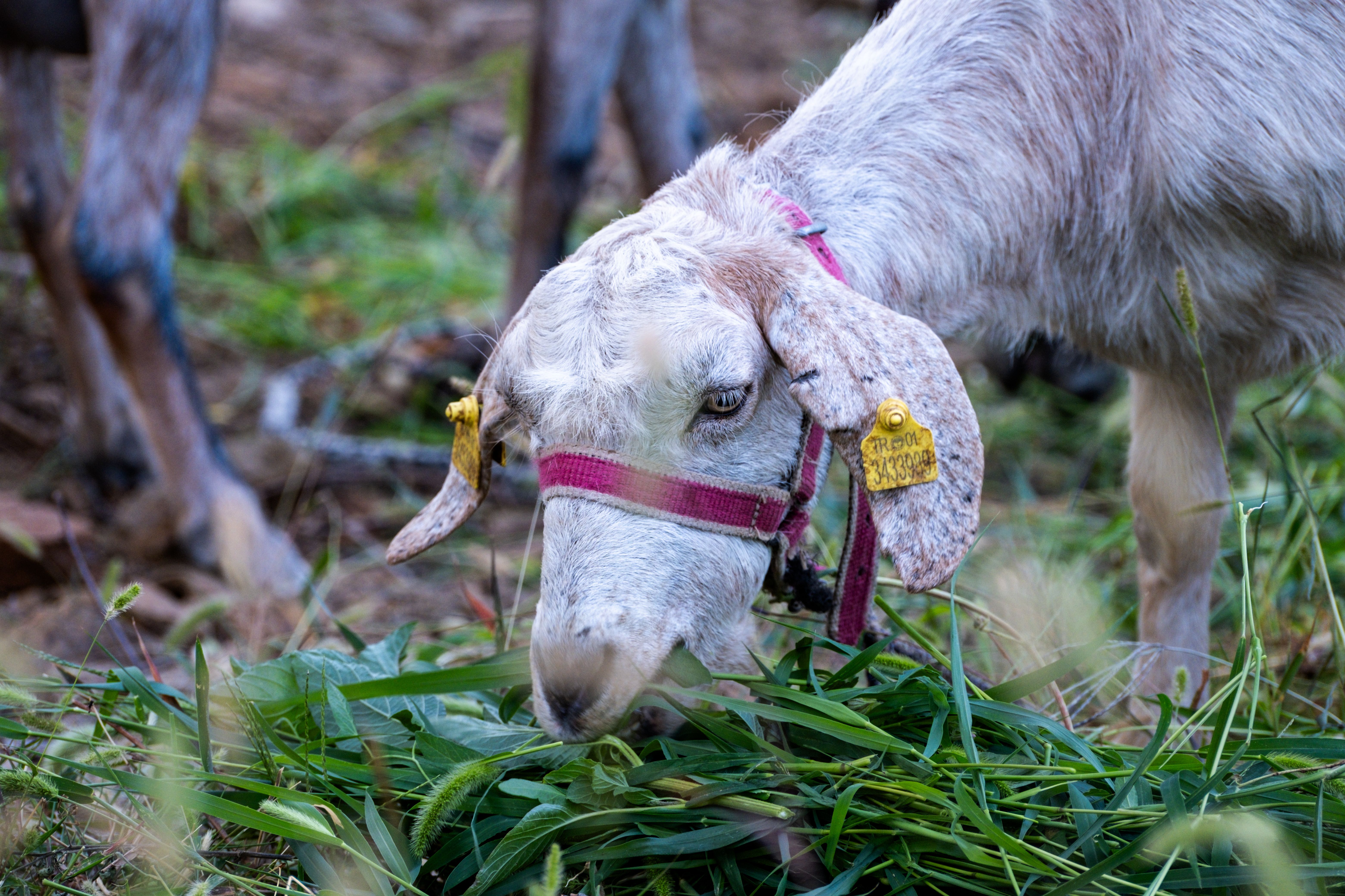 White goat grazing on fresh green grass · Free Stock Photo
