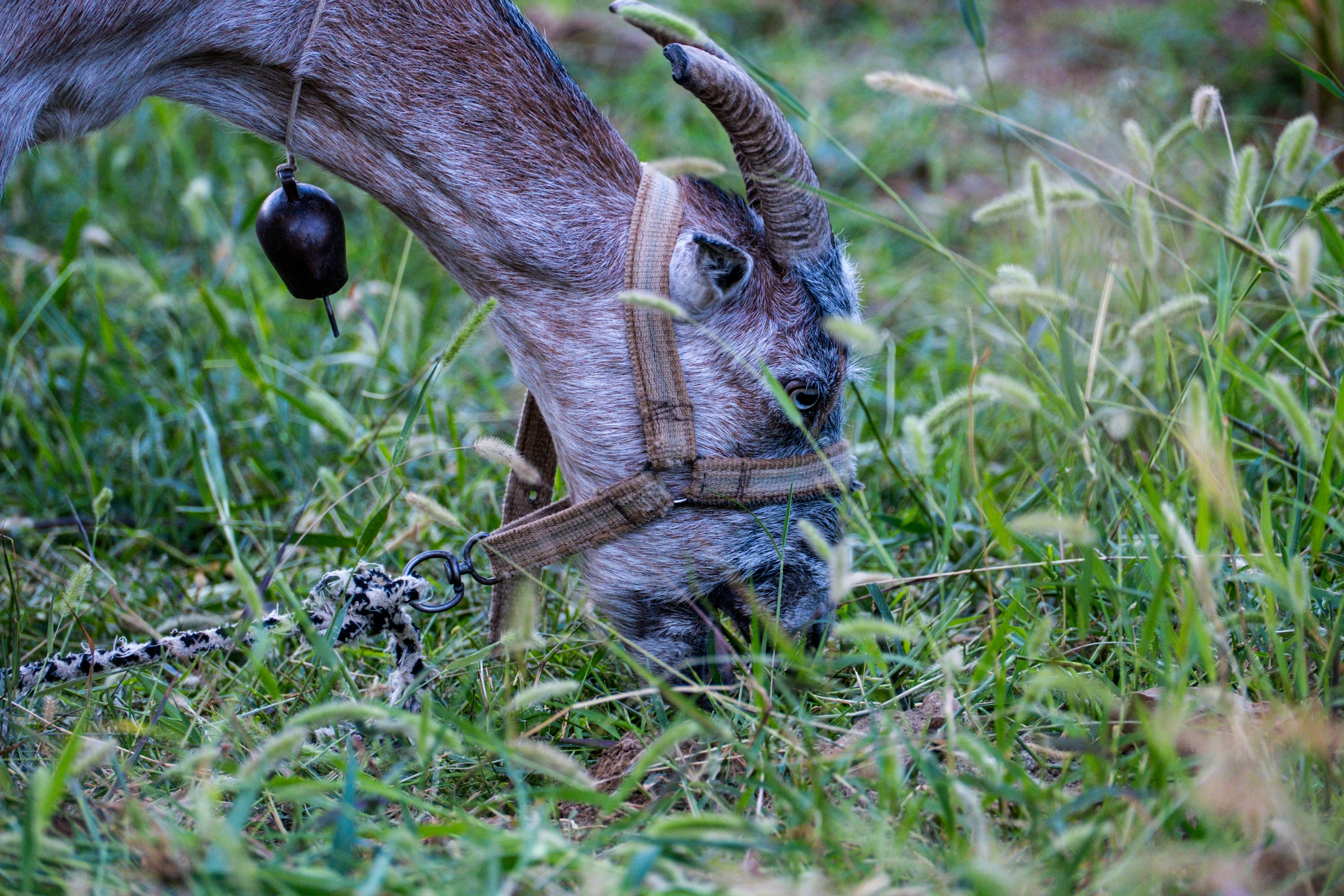 Alpha Goat Photos, Download The BEST Free Alpha Goat Stock Photos & HD ...