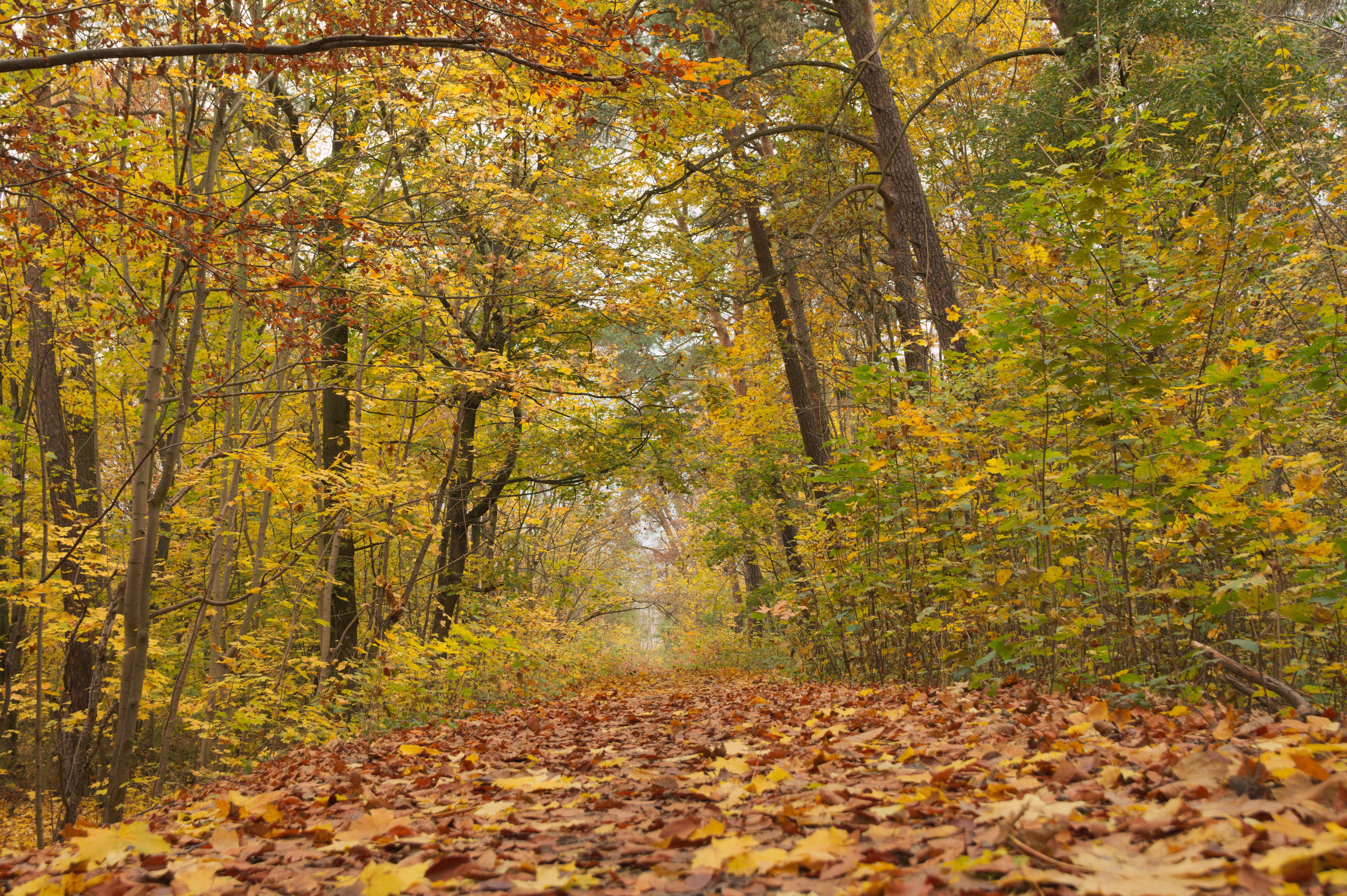 Scenic Autumn Forest Path with Fallen Leaves · Free Stock Photo