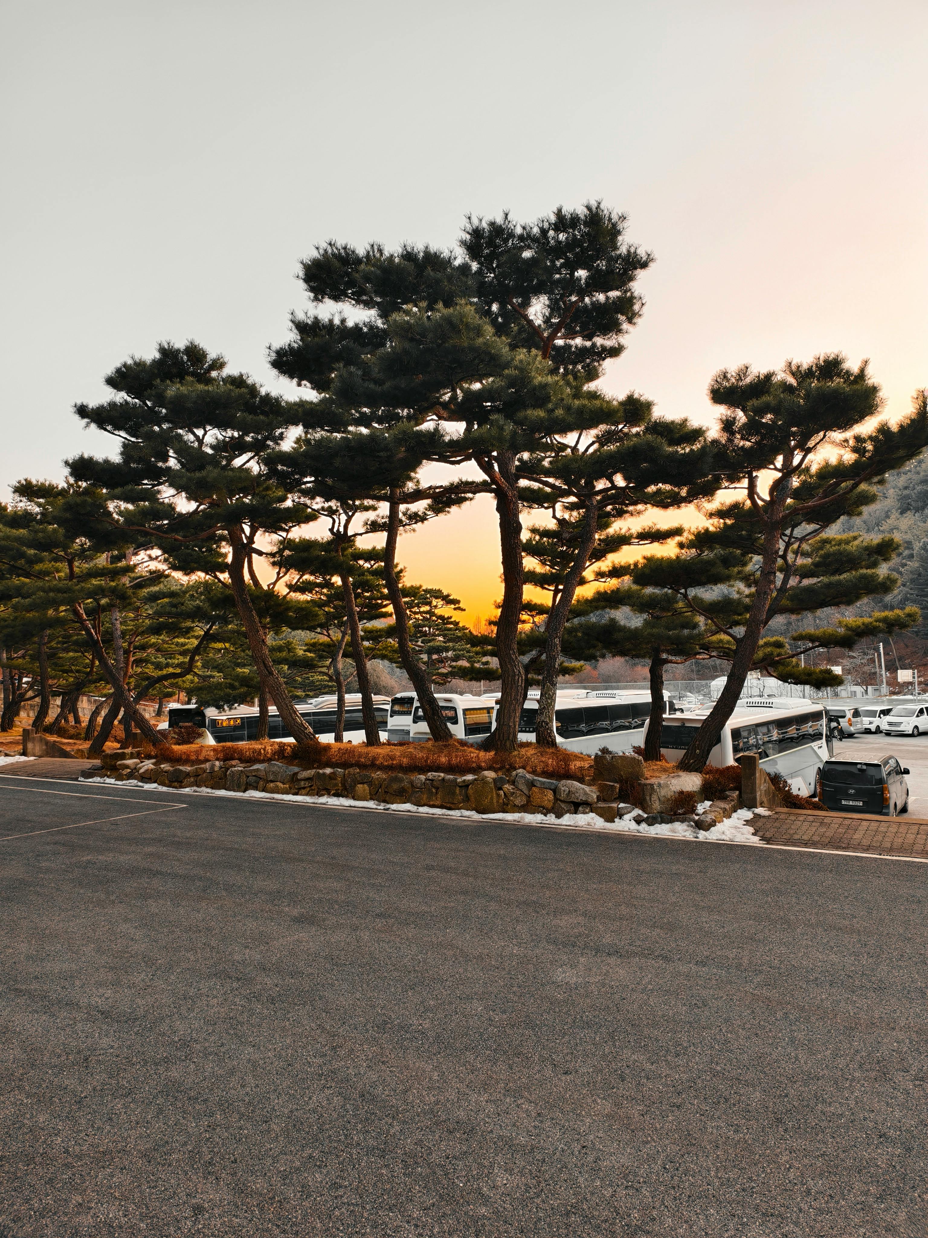 Korean Tree Photos, Download The BEST Free Korean Tree Stock Photos ...