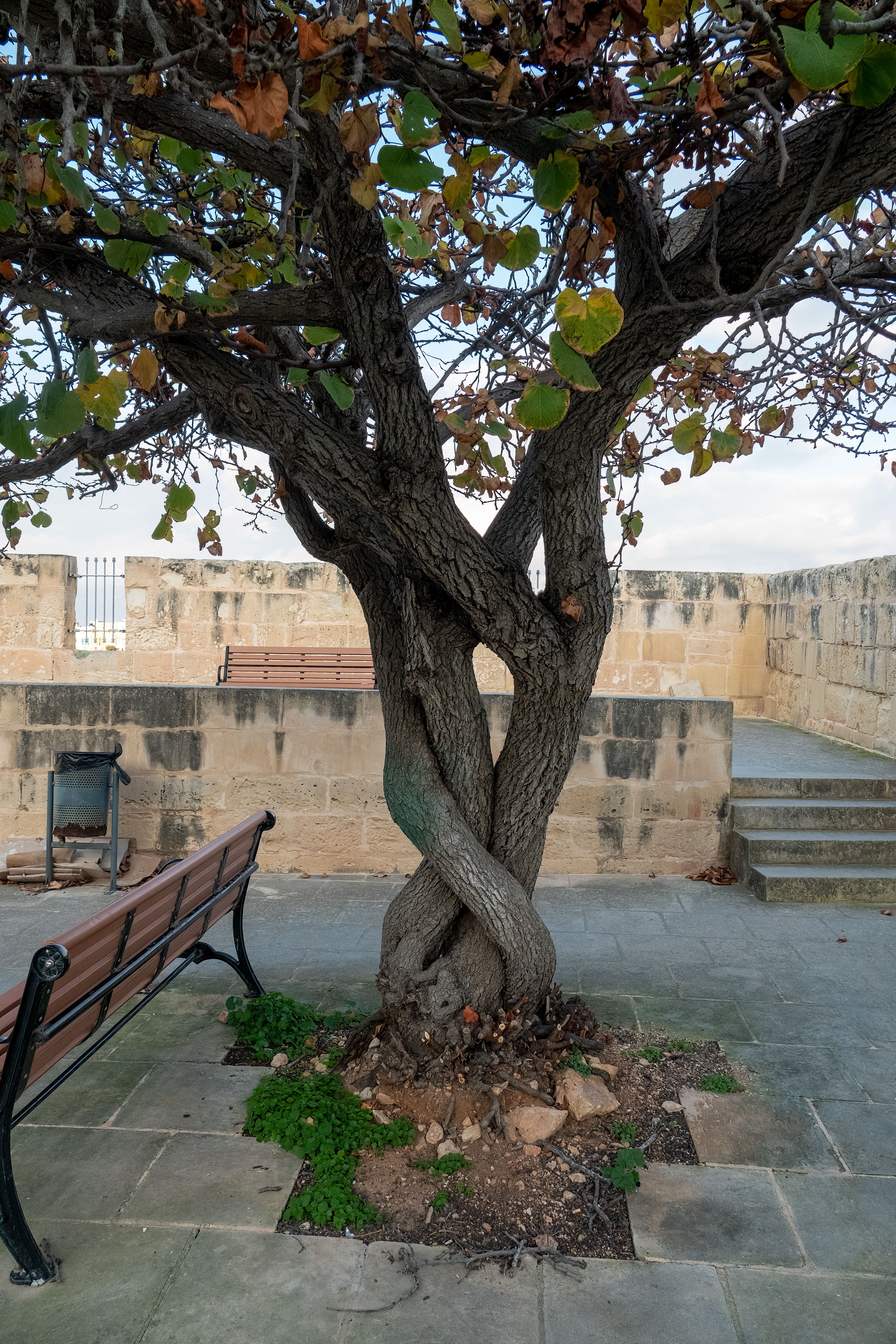 Intricate Twisting Tree in Maltese Courtyard · Free Stock Photo