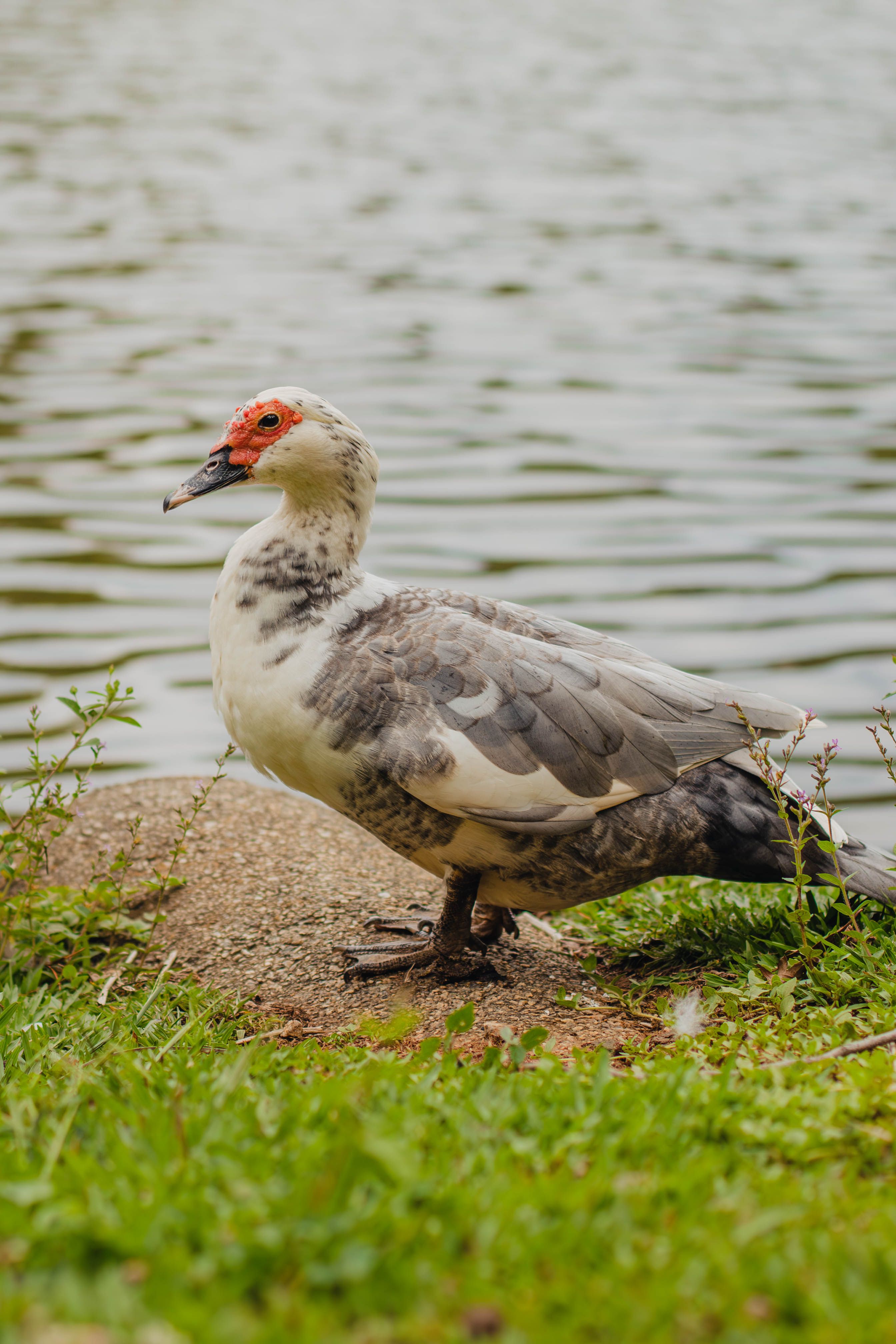 Muscovy Duck Photos Photos, Download The BEST Free Muscovy Duck Photos ...