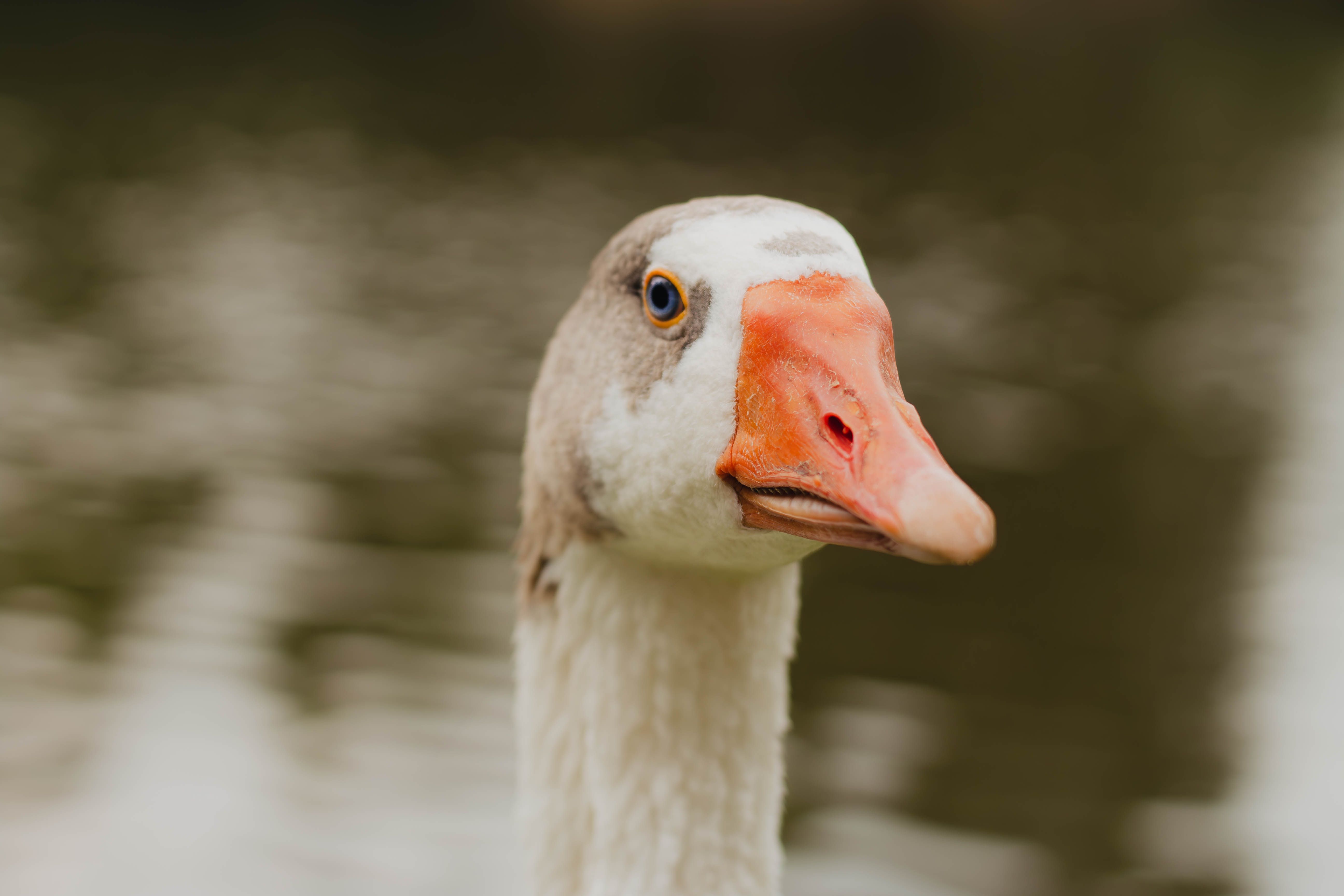 Close-up Portrait of a Goose by a Pond · Free Stock Photo