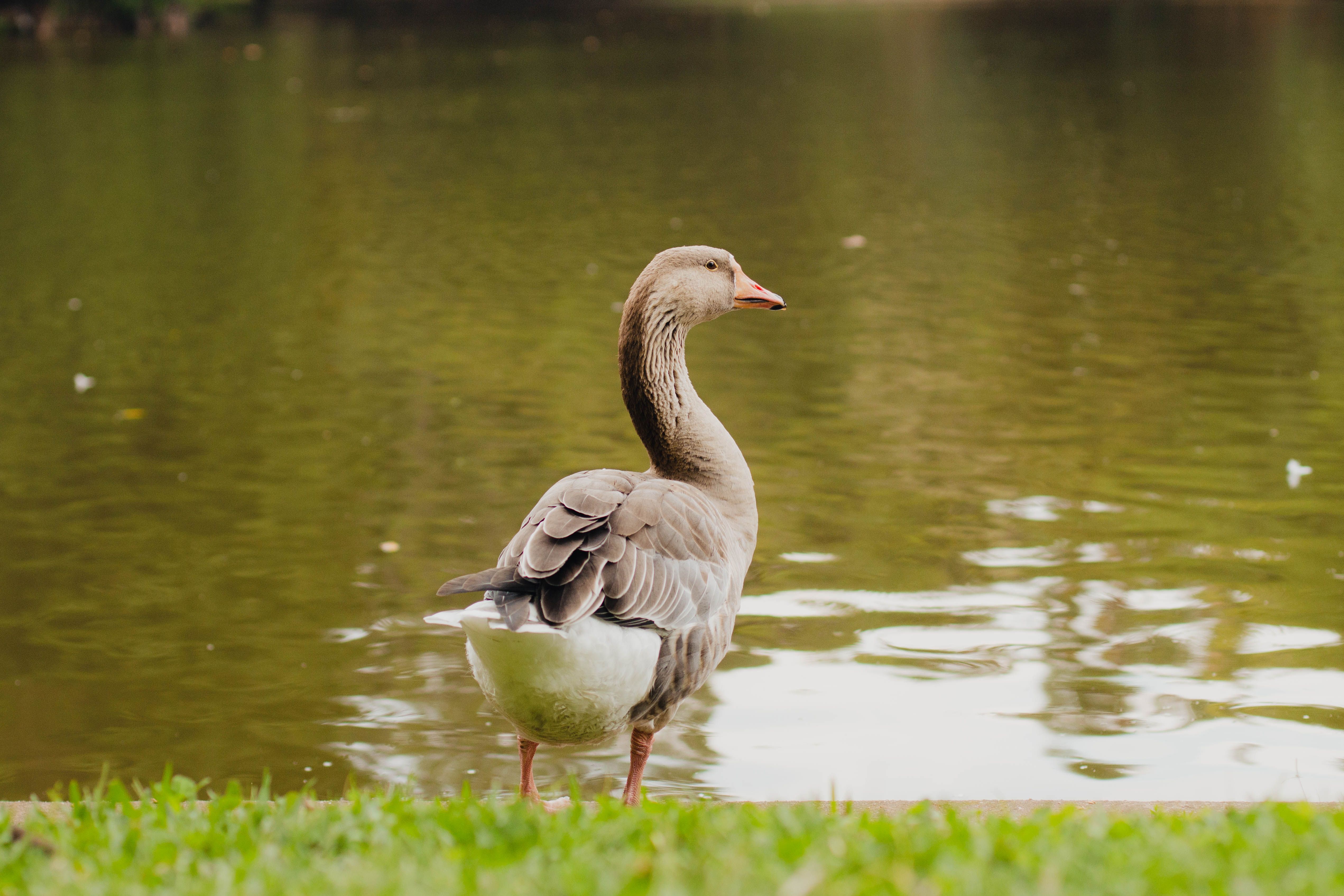 Serene Goose by Tranquil Pond in Park · Free Stock Photo