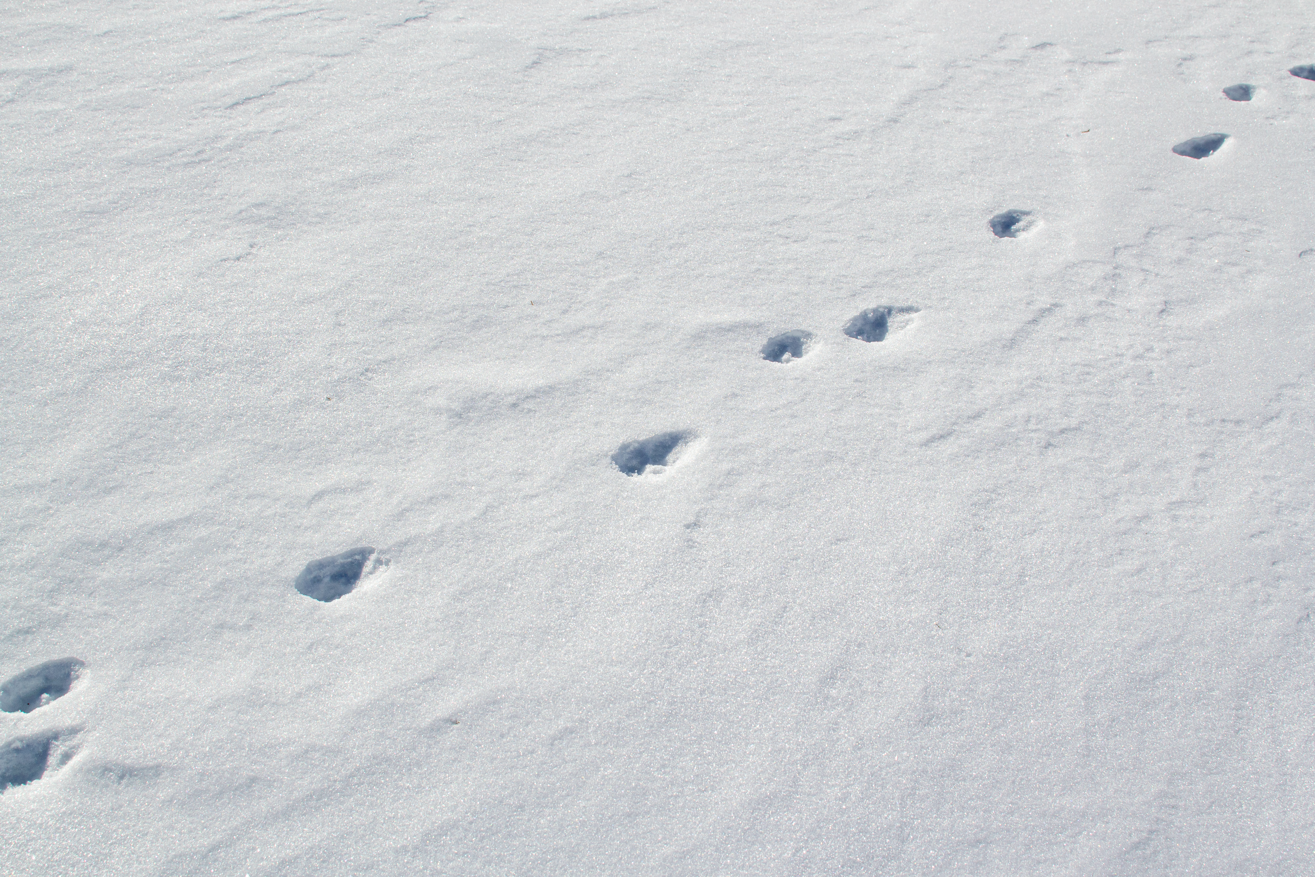 Footprints in Pristine Snowy Landscape · Free Stock Photo