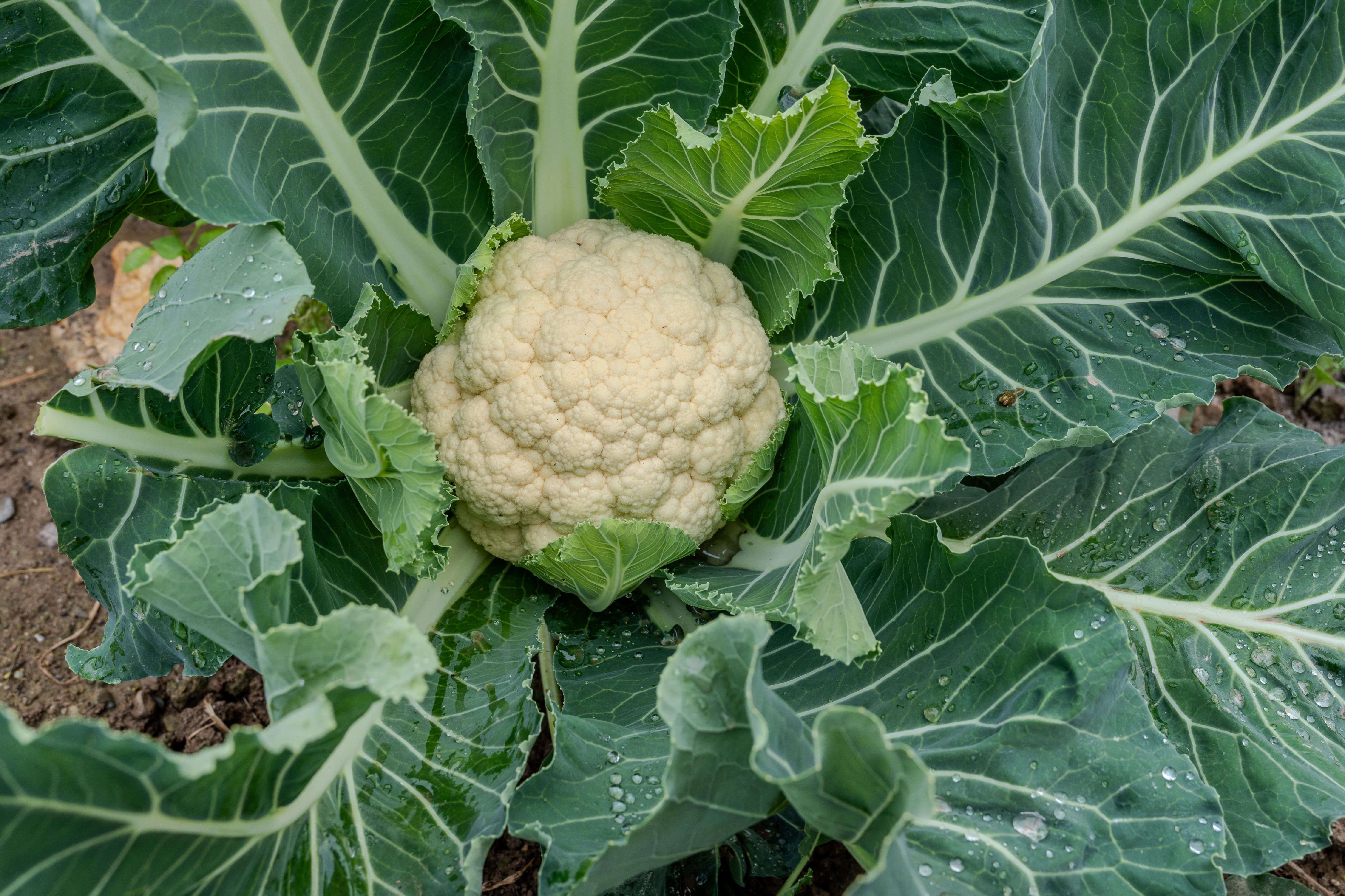 Close-up of Fresh Cauliflower in Garden · Free Stock Photo