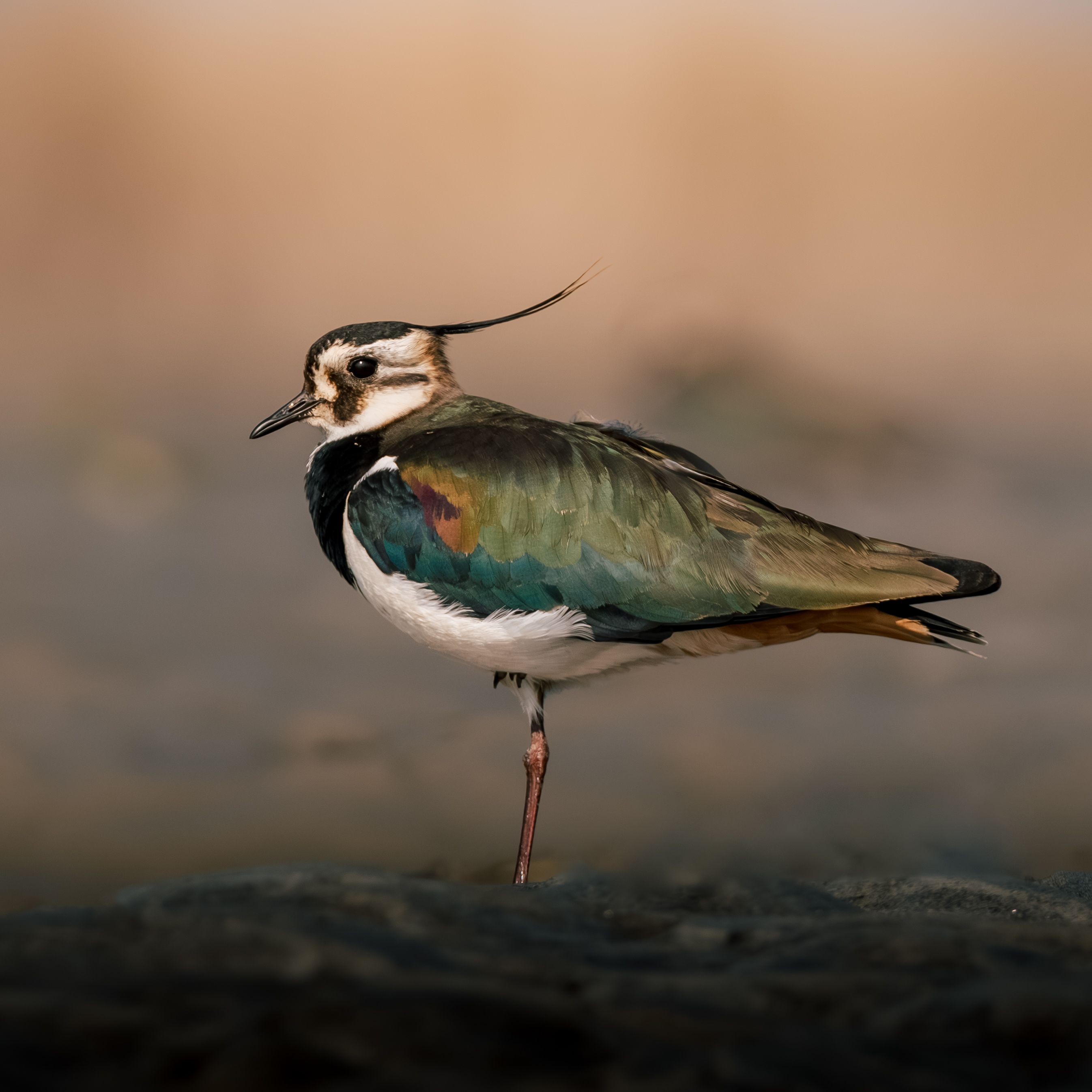 Lapwing Photos, Download The BEST Free Lapwing Stock Photos & HD Images