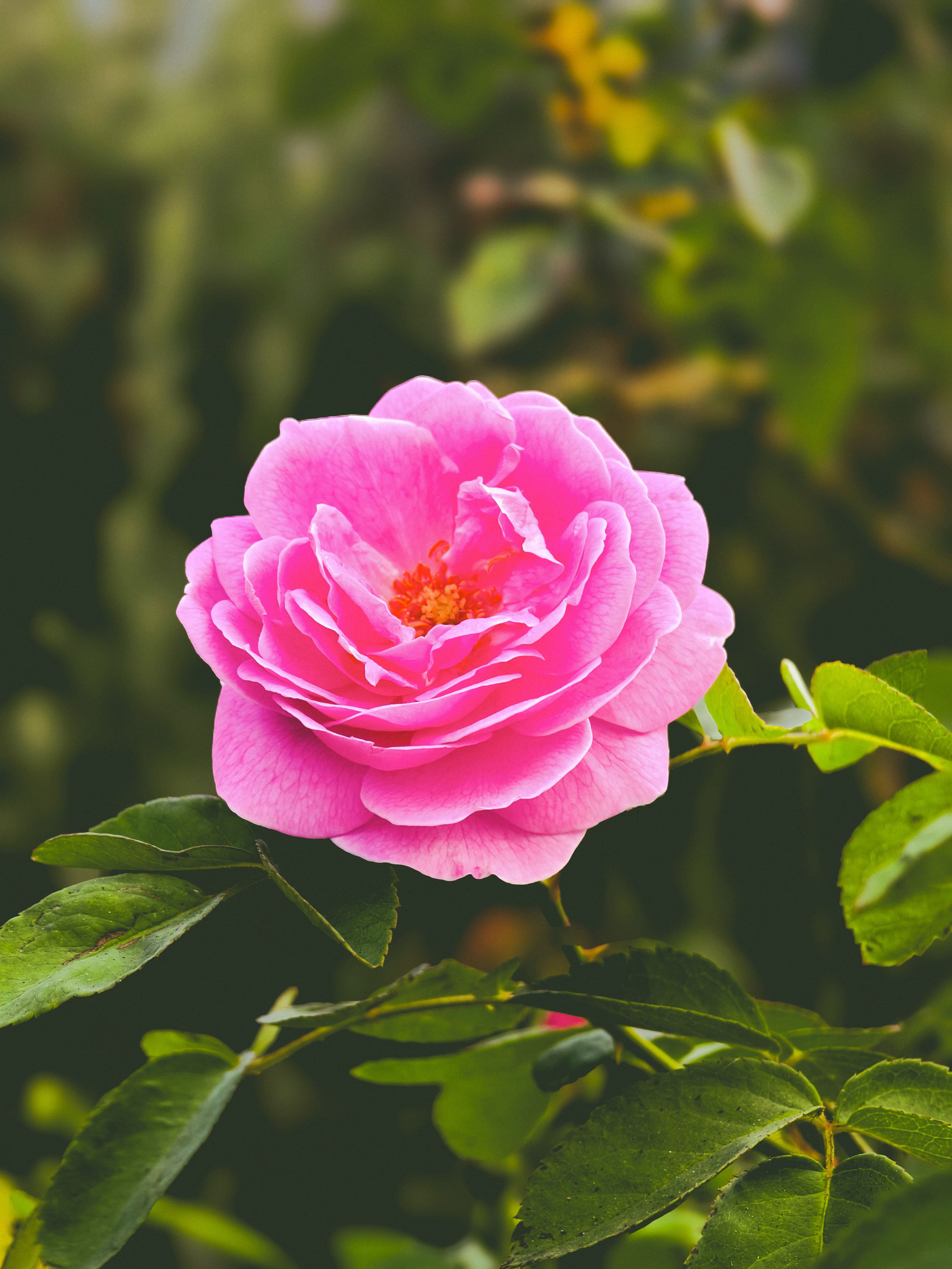 Vibrant Pink Rose in Bloom Among Lush Greenery · Free Stock Photo
