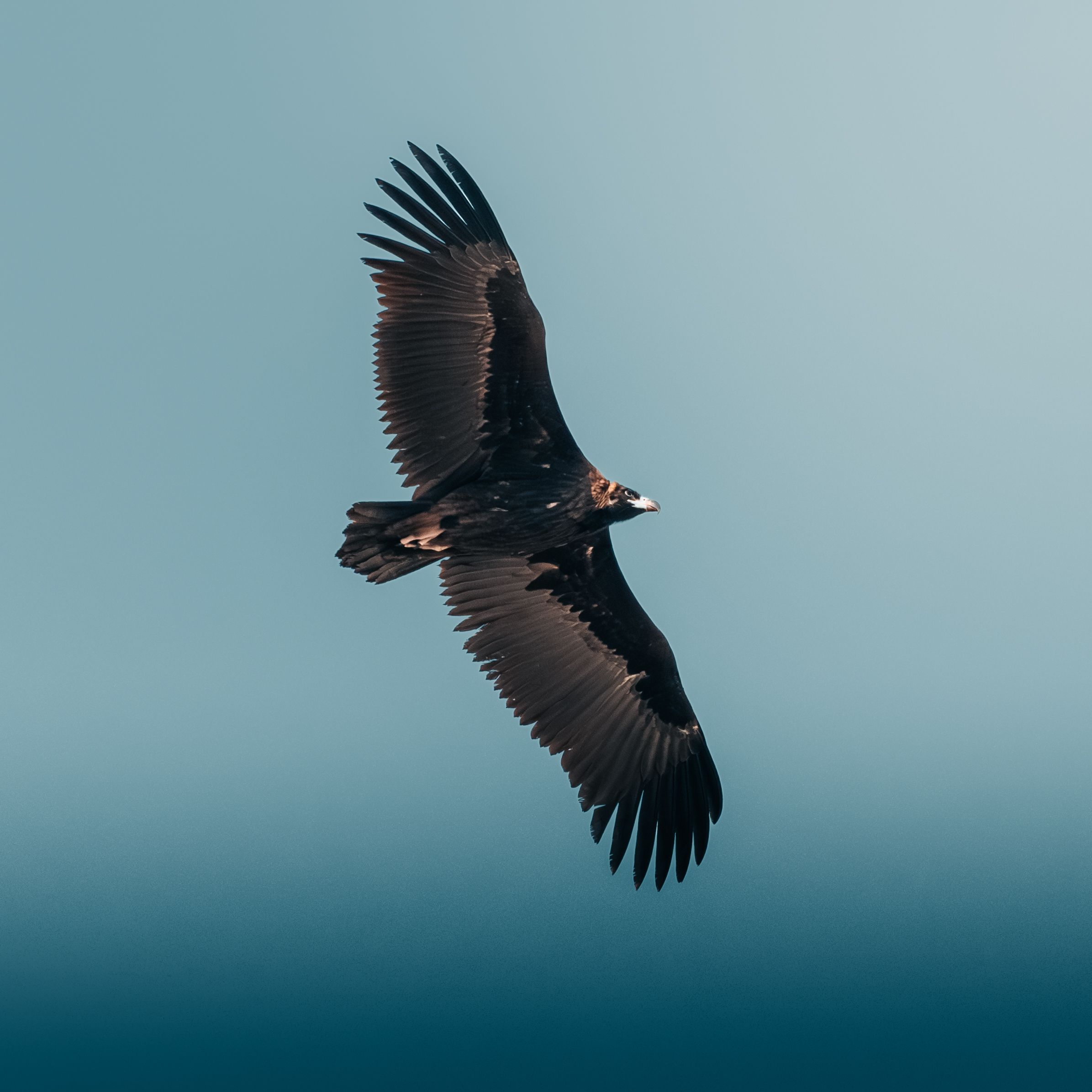 Soaring Vulture in Blue Sky Over West Bengal · Free Stock Photo