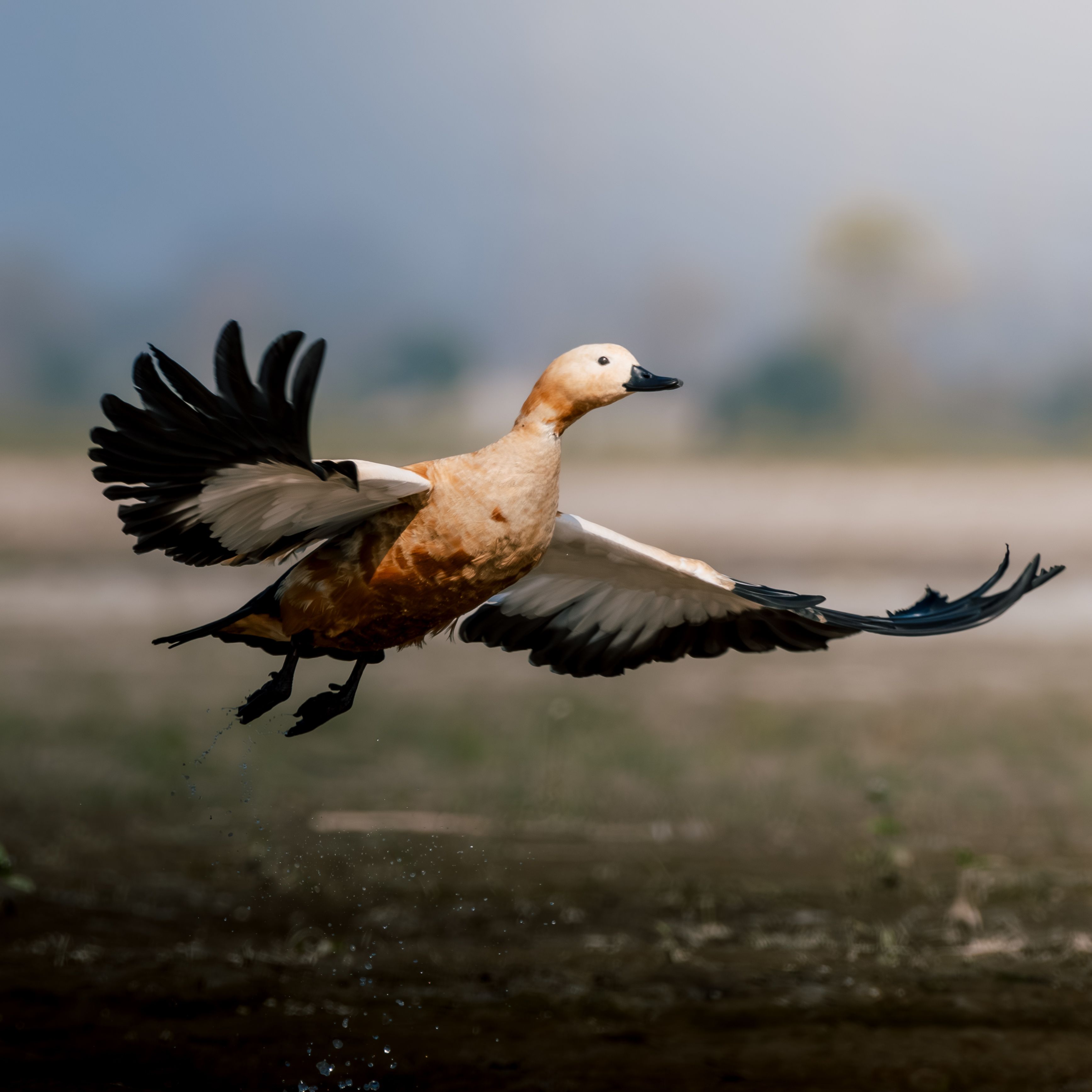 Ruddy Shelduck in Flight Over West Bengal · Free Stock Photo