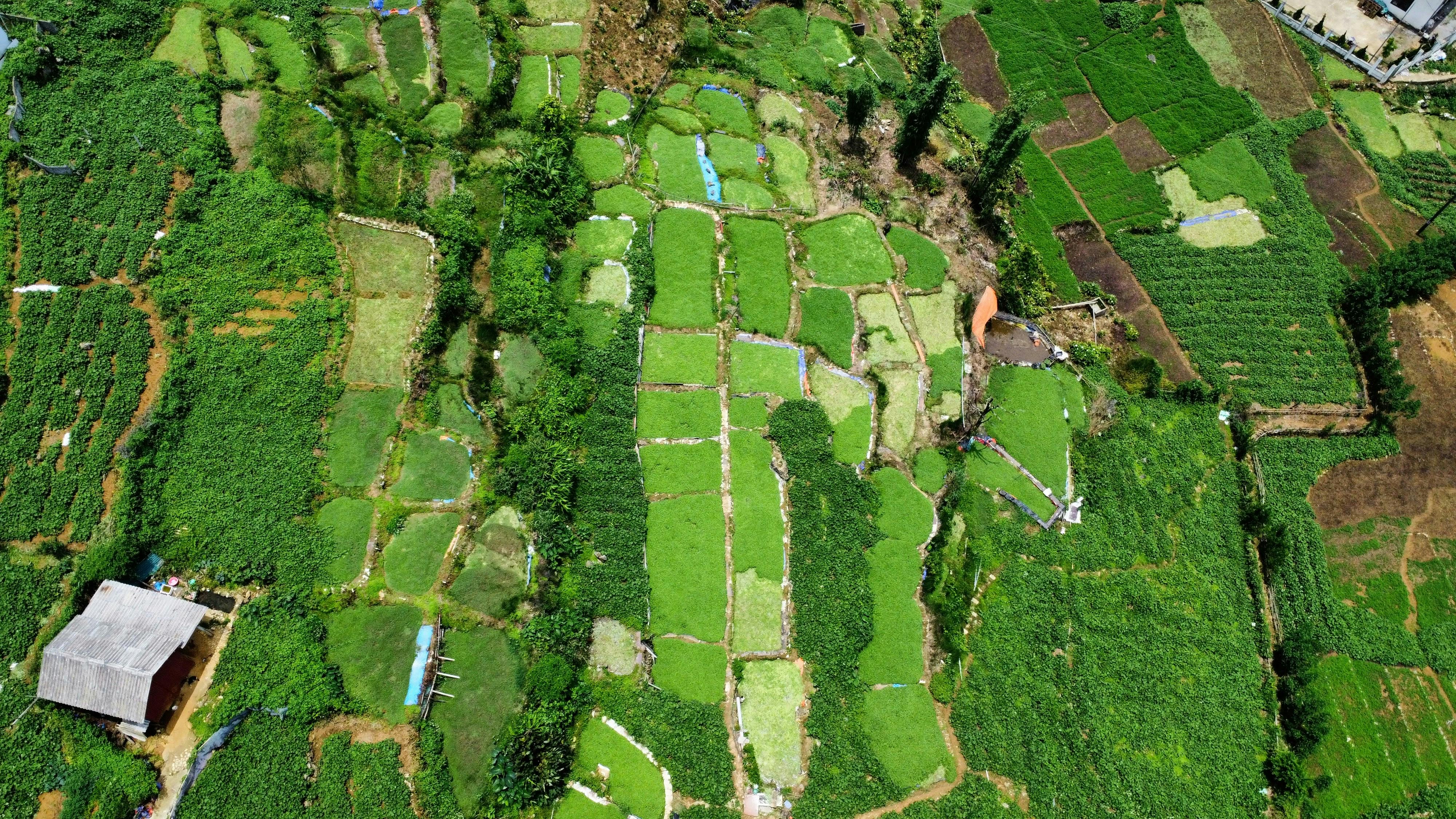 Aerial View of Rice Terraces in Bali, Indonesia · Free Stock Photo
