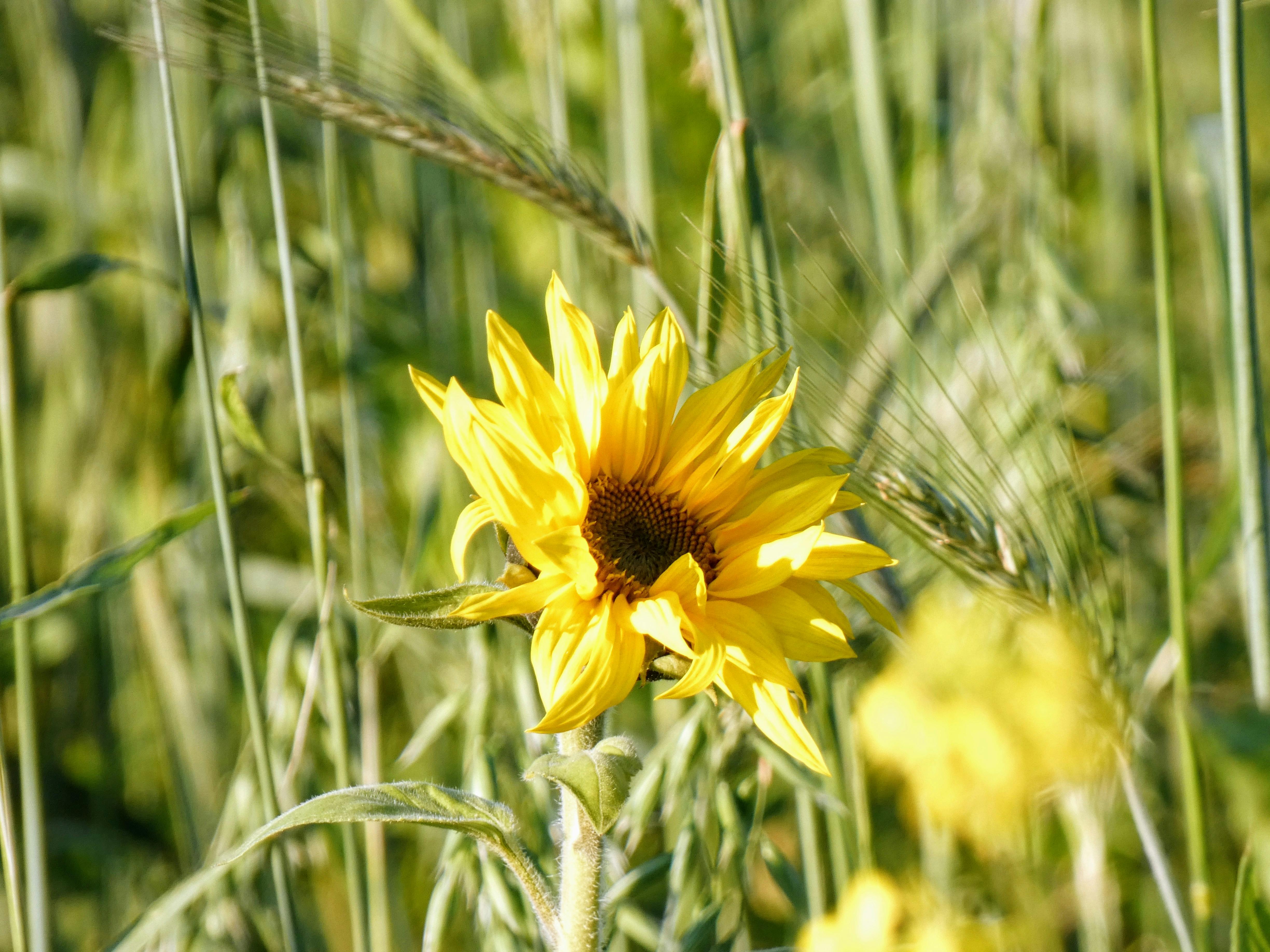 Bright Sunflower Blooming in Dutch Field · Free Stock Photo