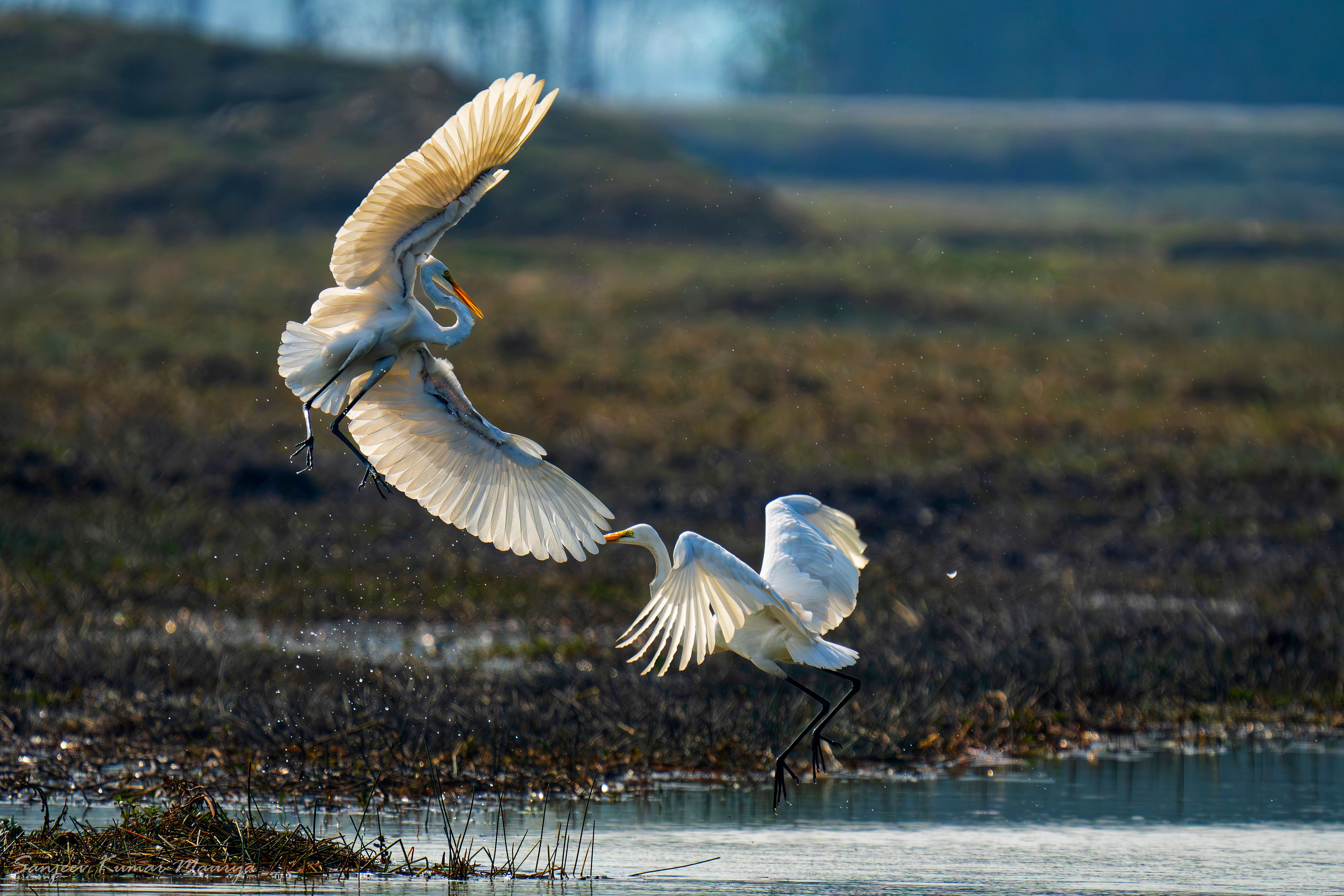 Alaska Scenery With Flying Birds Photos, Download The BEST Free Alaska ...