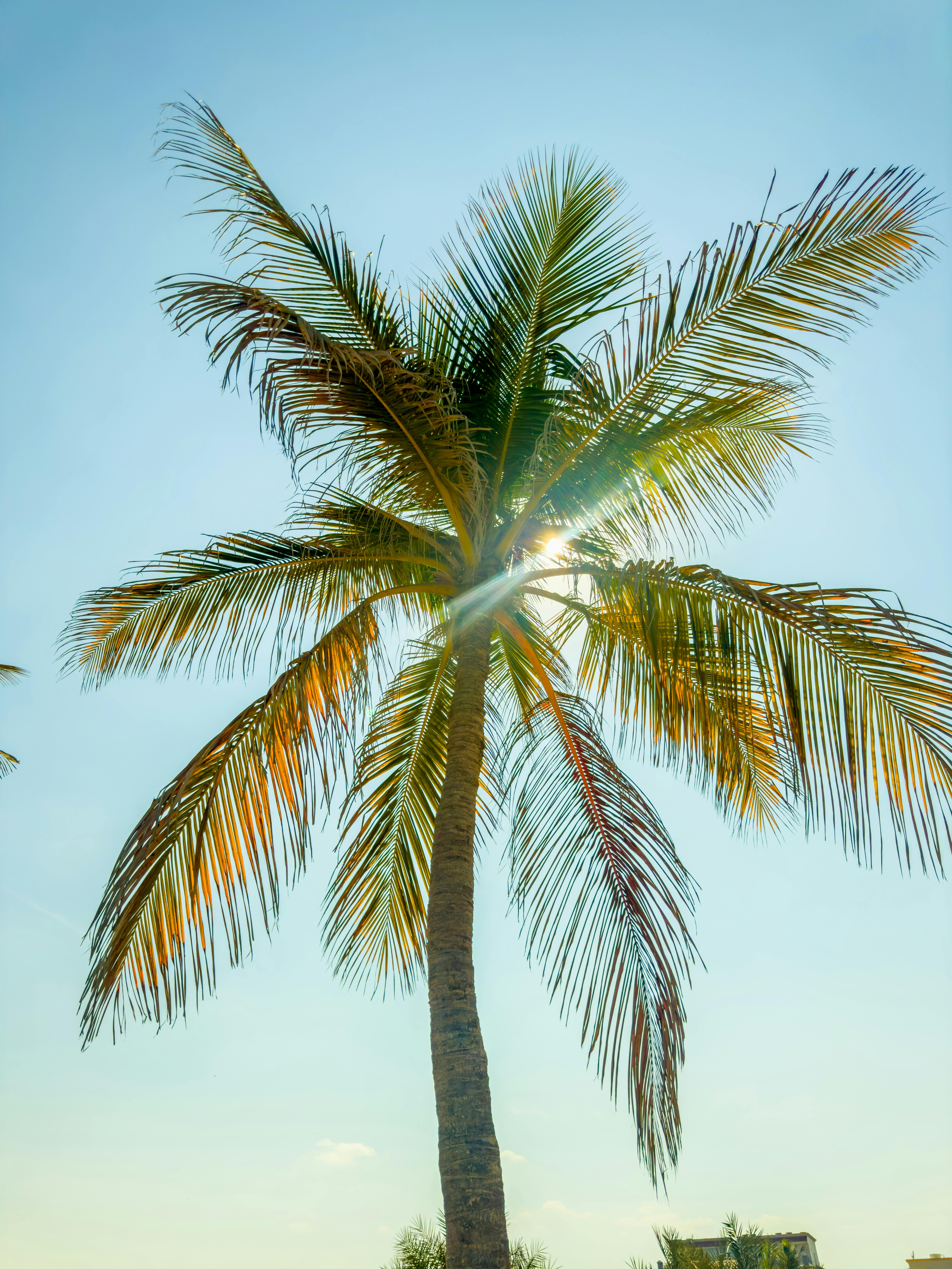 Sunny Palm Tree with Lens Flare in Blue Sky · Free Stock Photo