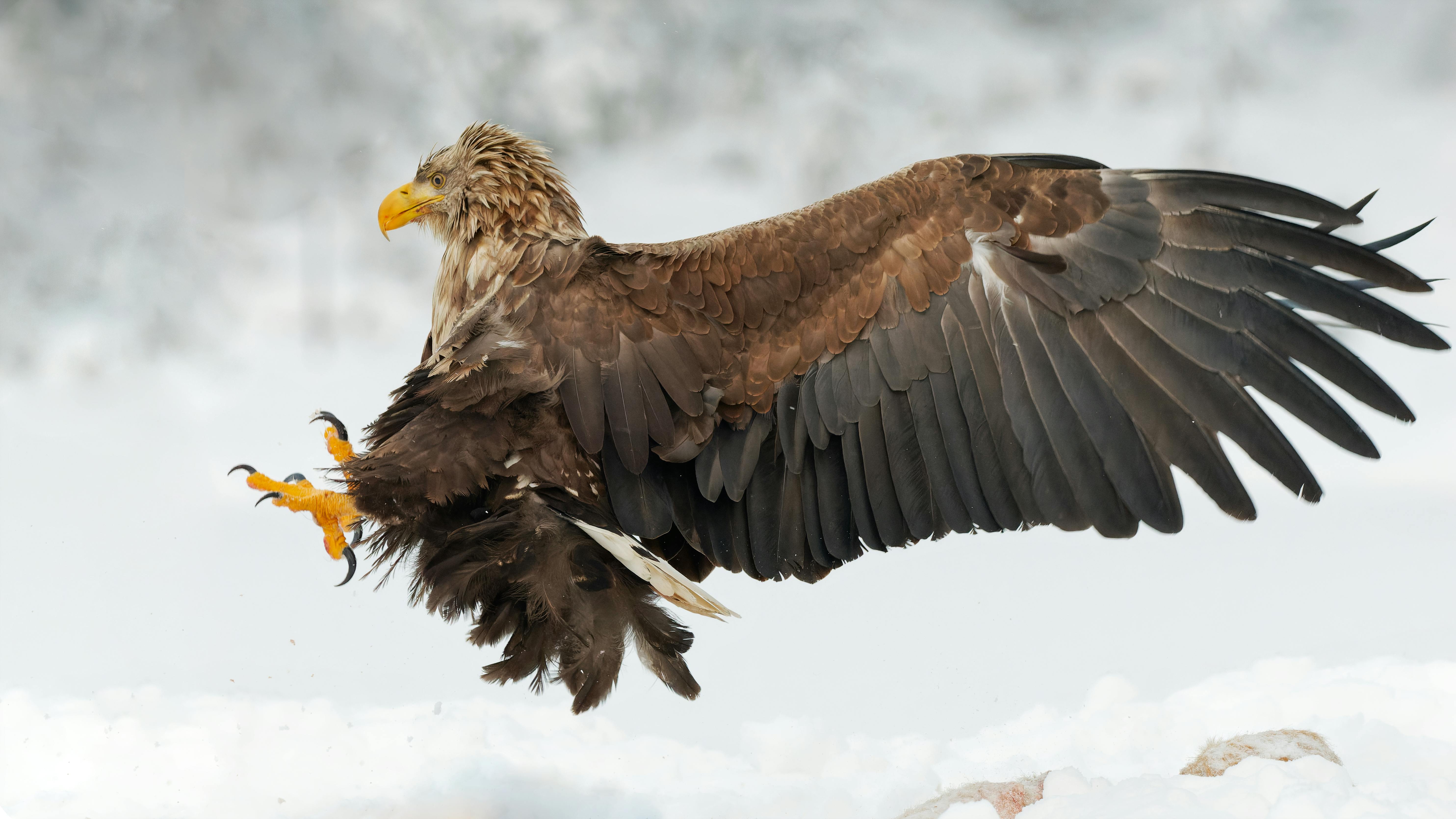 Bird Flying At Camera Photos, Download The BEST Free Bird Flying At ...