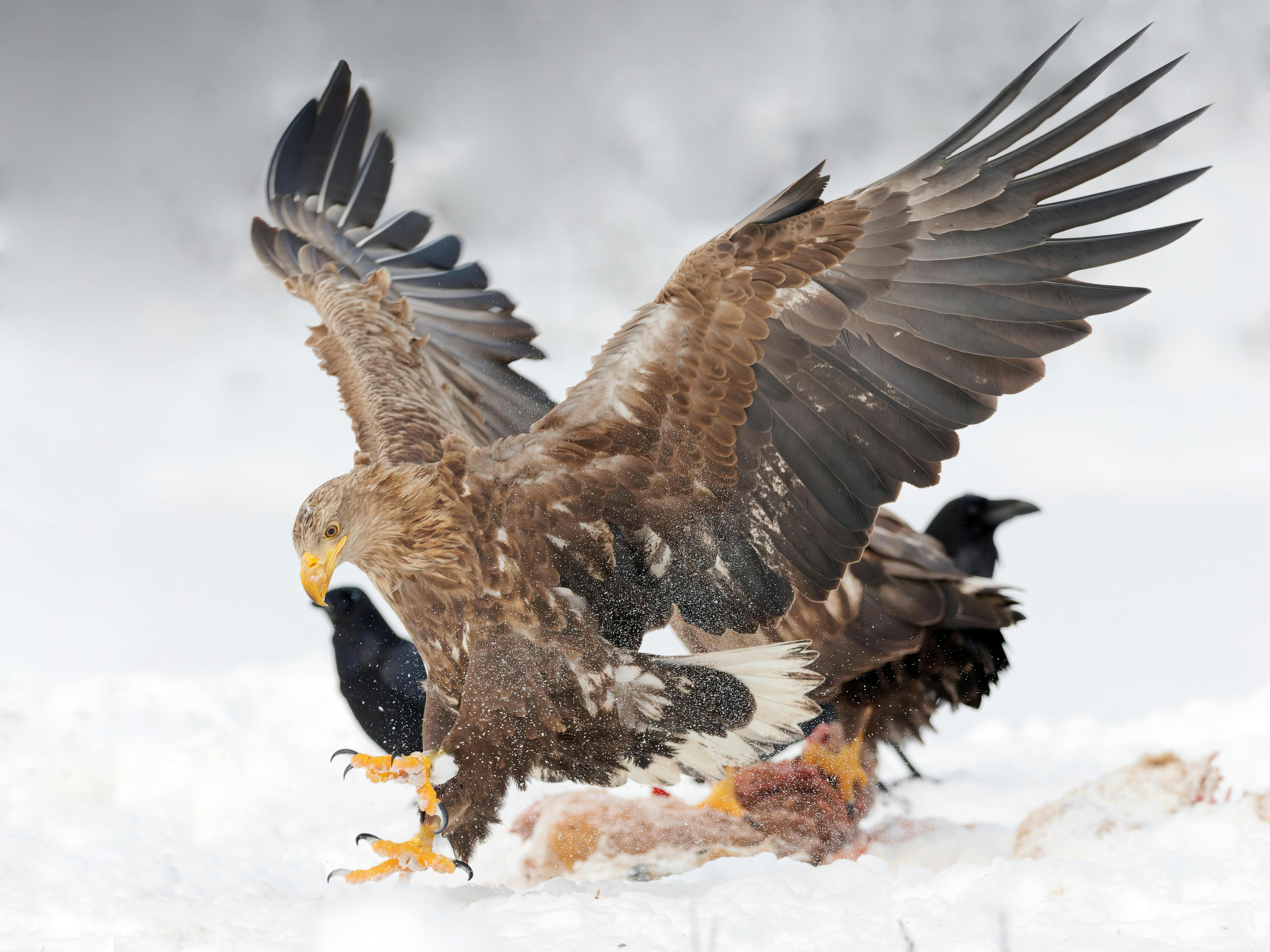 60.000+ bedste =dsadsa&qs=n&form=qbre&sp=-1&lq=0&pq=d&sc=15-1&sk=&cvid ...